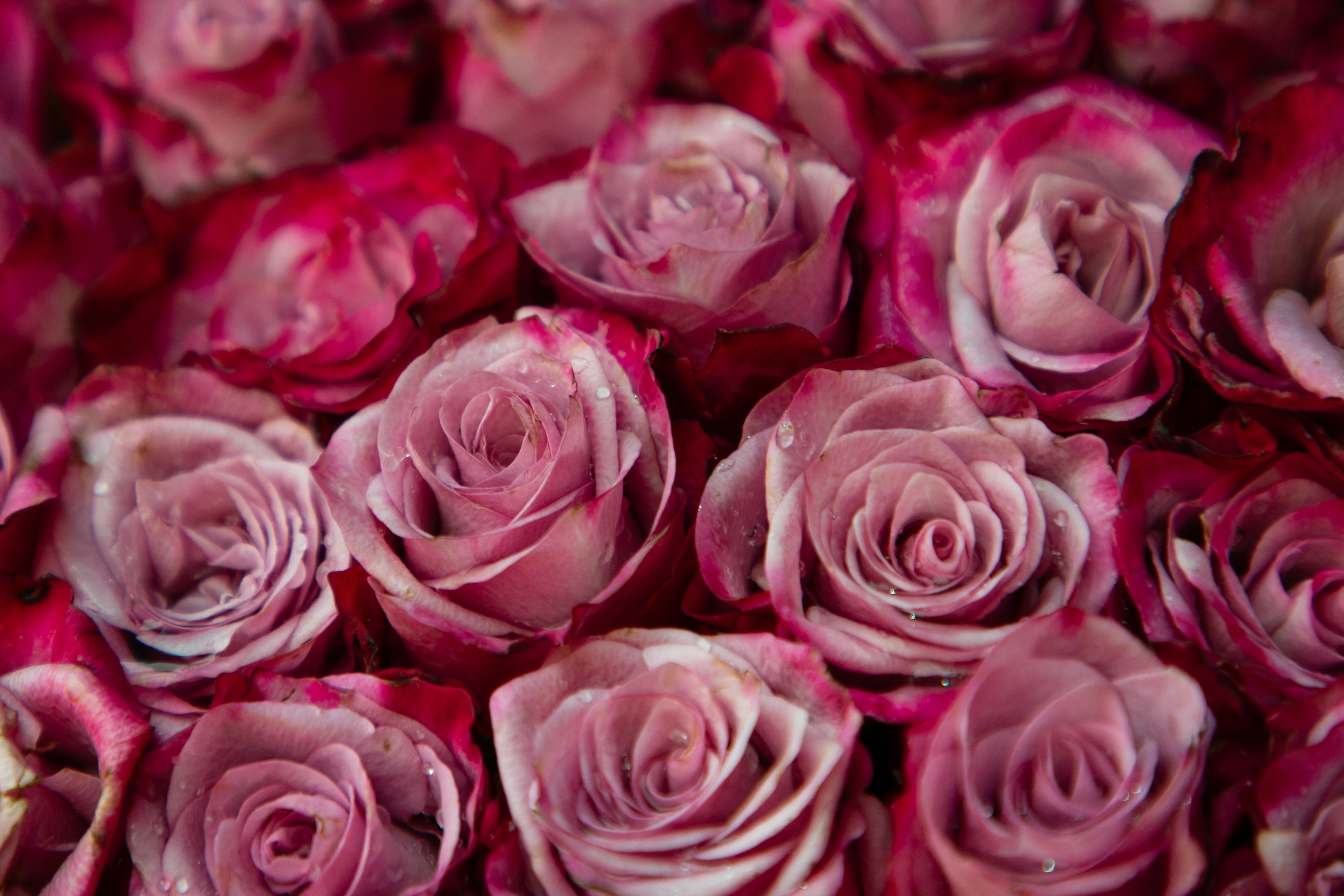 Hd Wallpaper Purple Roses Photos, Download The BEST Free Hd Wallpaper ...