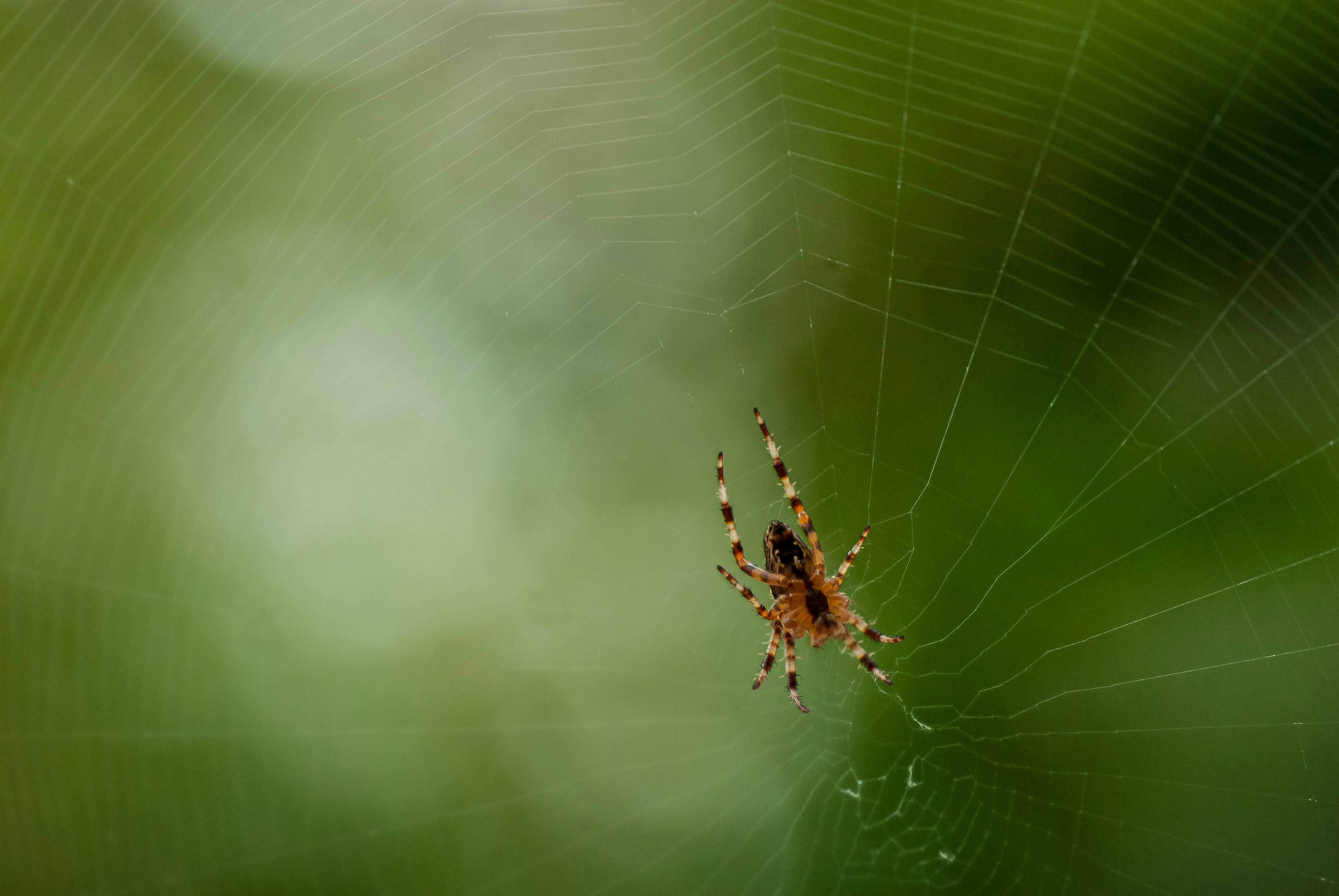 Close-up of a Garden Spider on its Web · Free Stock Photo