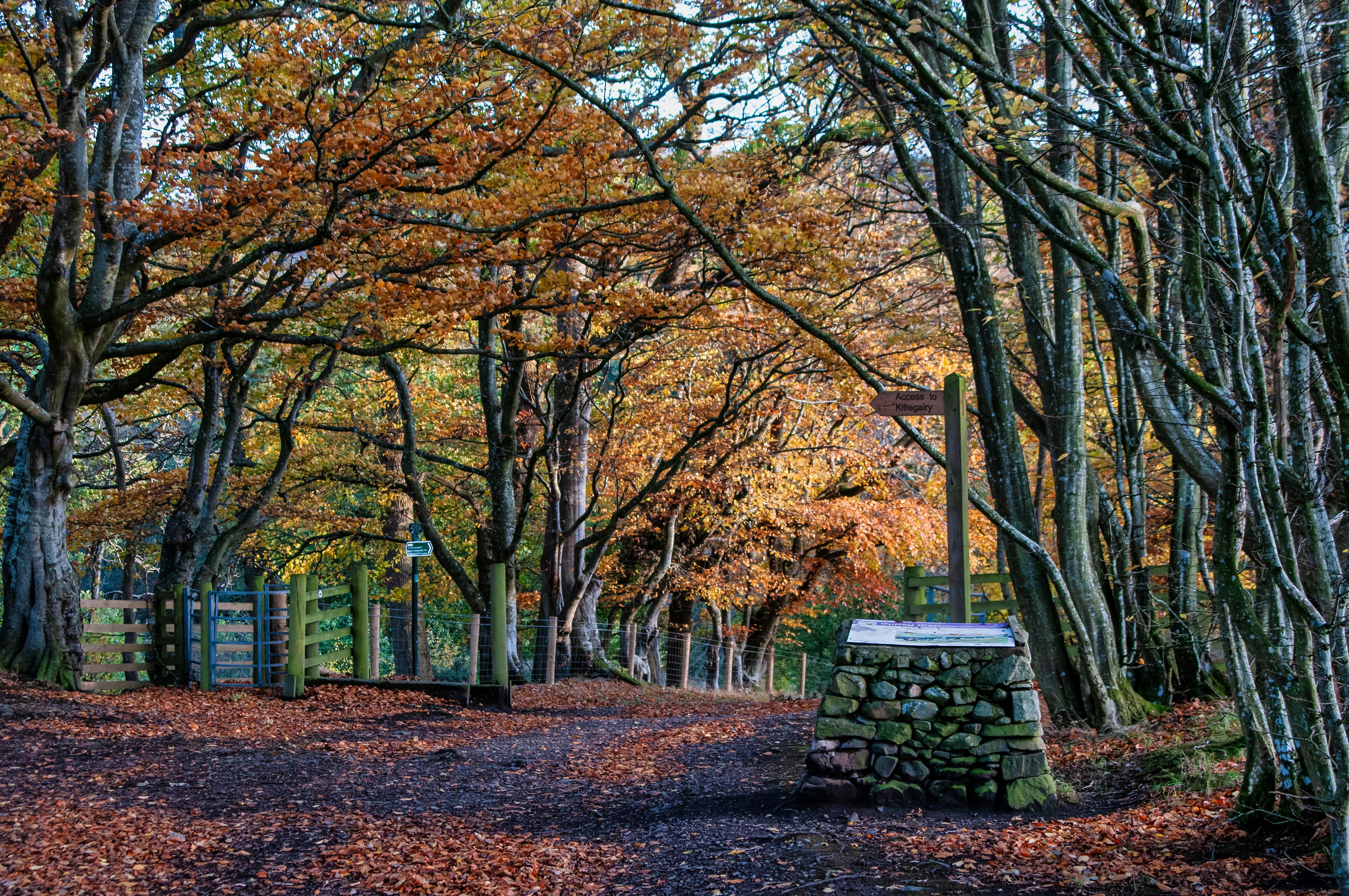 Scenic Autumn Woodland Path in Scotland · Free Stock Photo