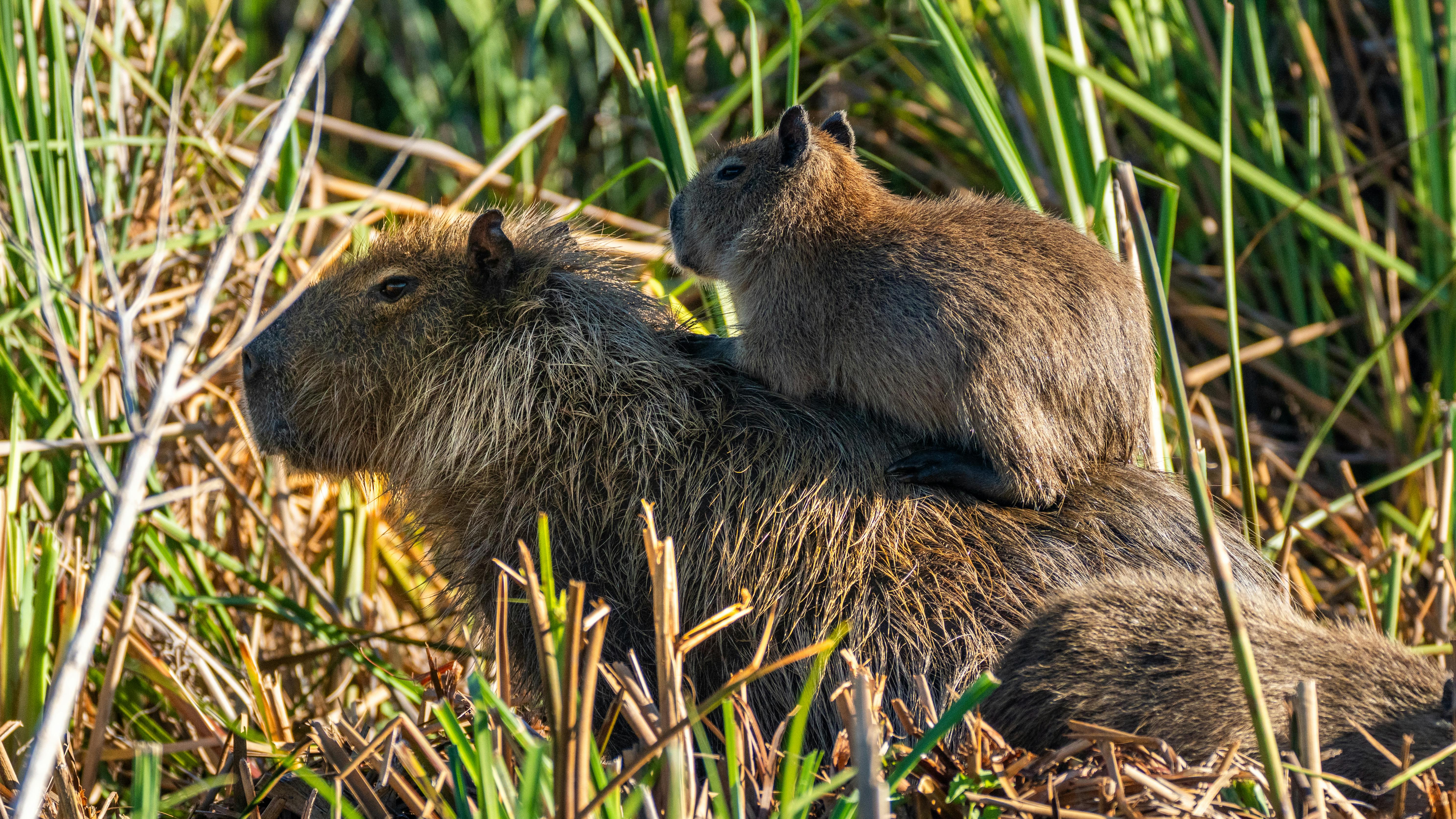Capybara and Offspring in Natural Habitat · Free Stock Photo