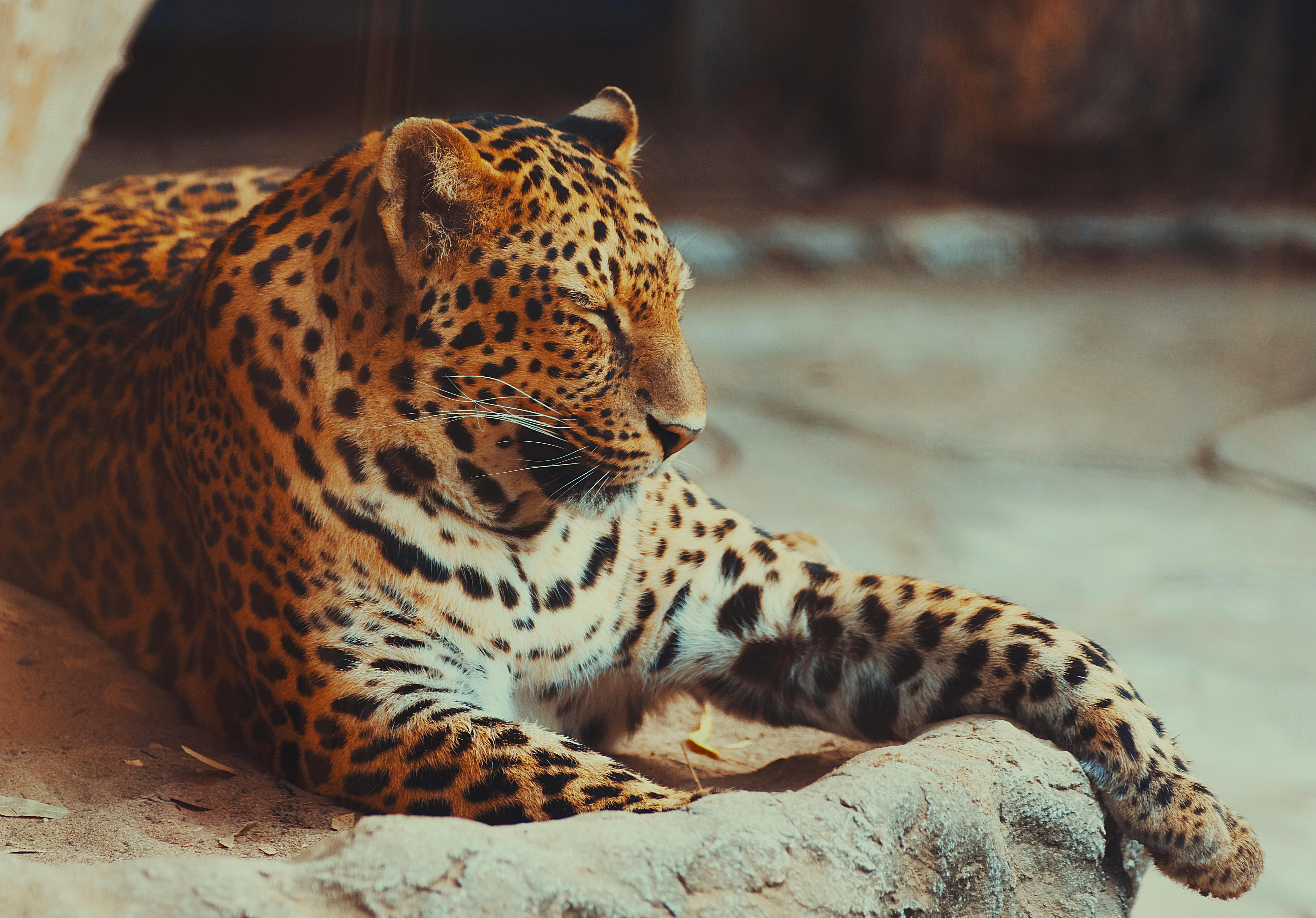 Sleeping Leopard · Free Stock Photo