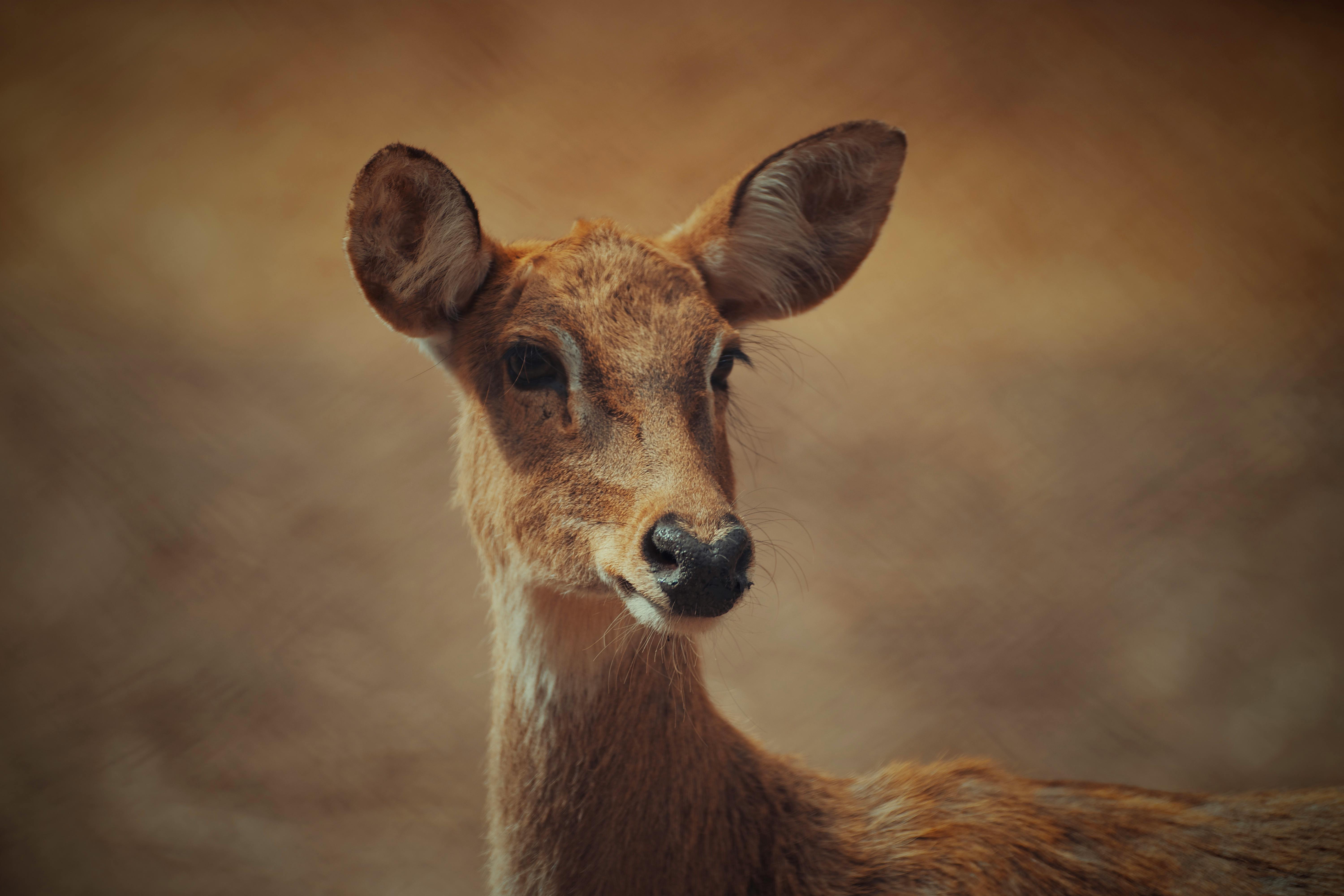 Close-up Photography of A Brown Deer · Free Stock Photo