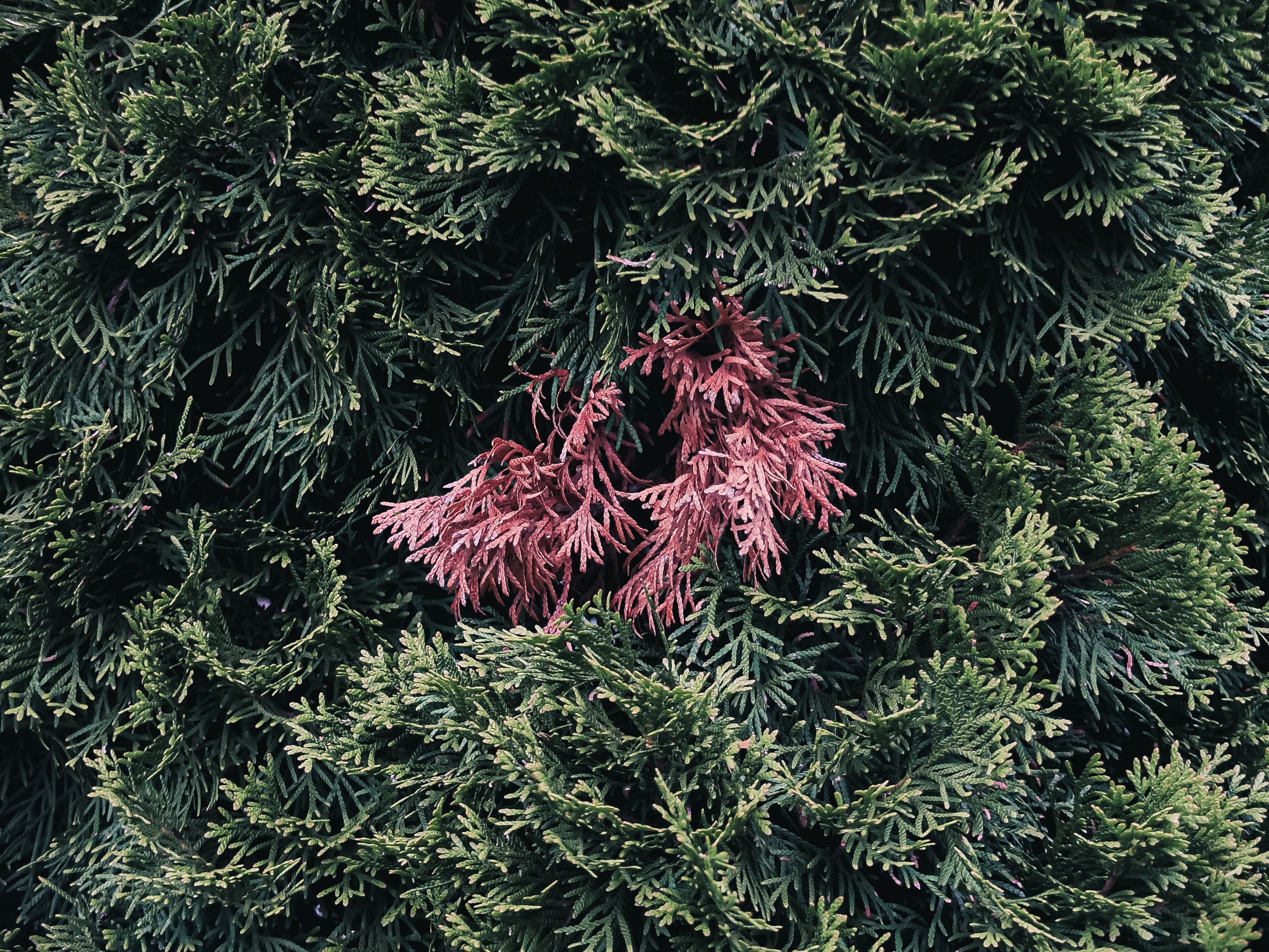 Tree Leaves Texture Photos, Download The BEST Free Tree Leaves Texture ...