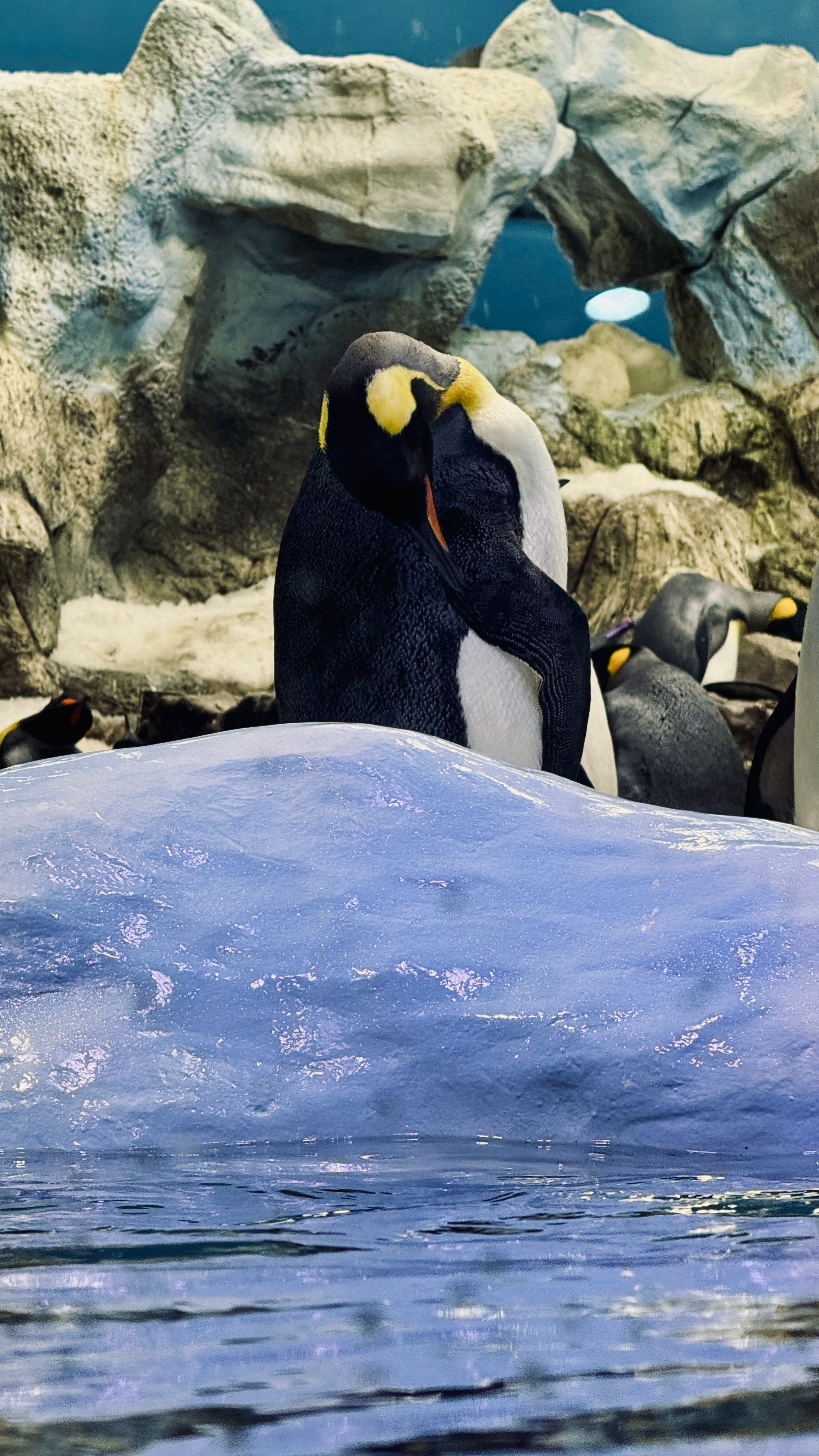Penguin Wallpaper Photos, Download The BEST Free Penguin Wallpaper ...