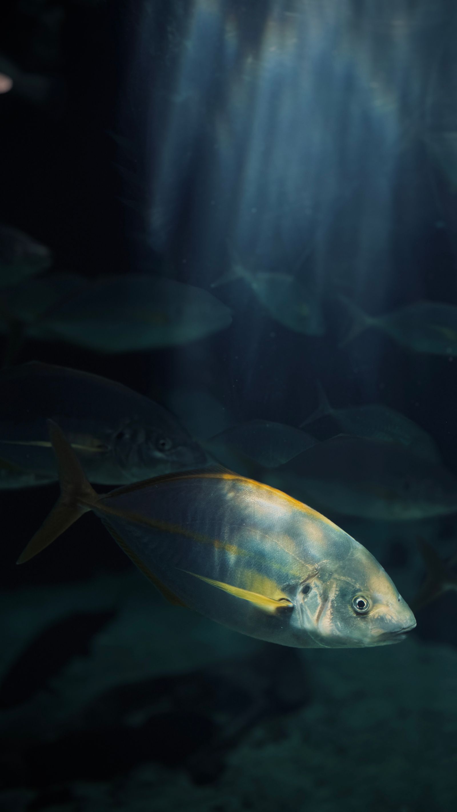 Cod Fish Photos, Download The BEST Free Cod Fish Stock Photos & HD Images