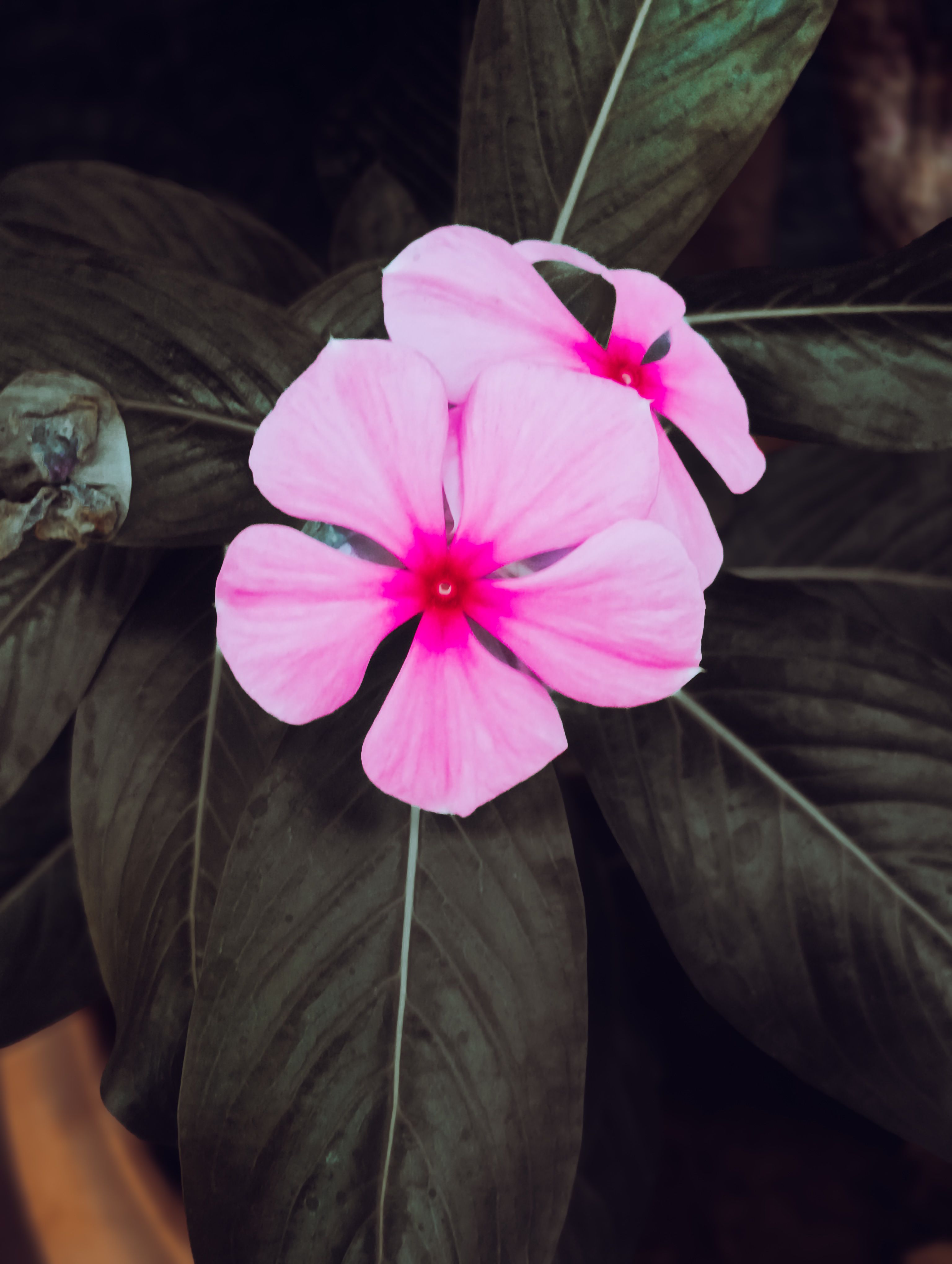 Vibrant Pink Madagascar Periwinkle Flower in Bengaluru · Free Stock Photo