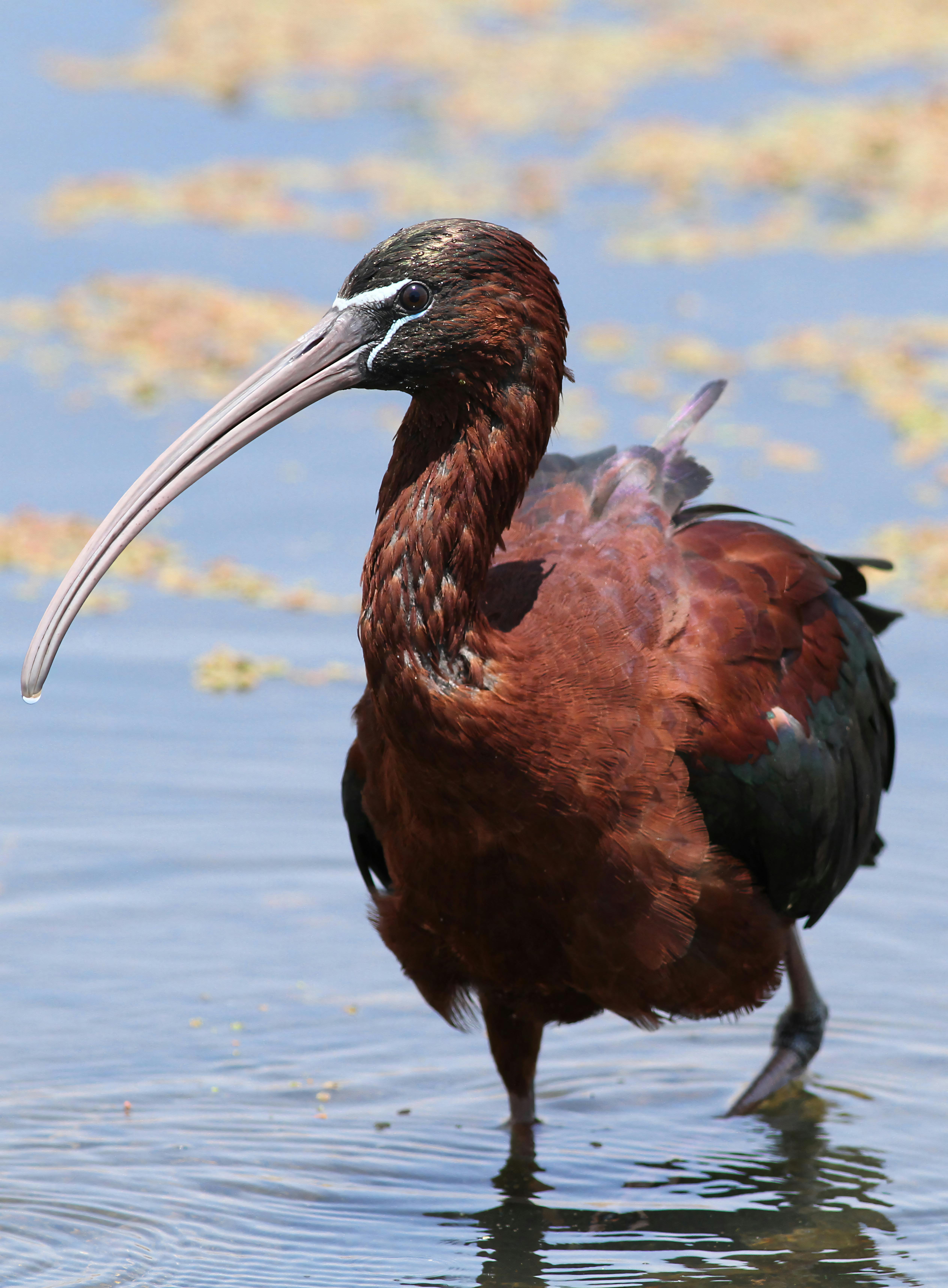 Crane Bird Images Photos, Download The BEST Free Crane Bird Images ...