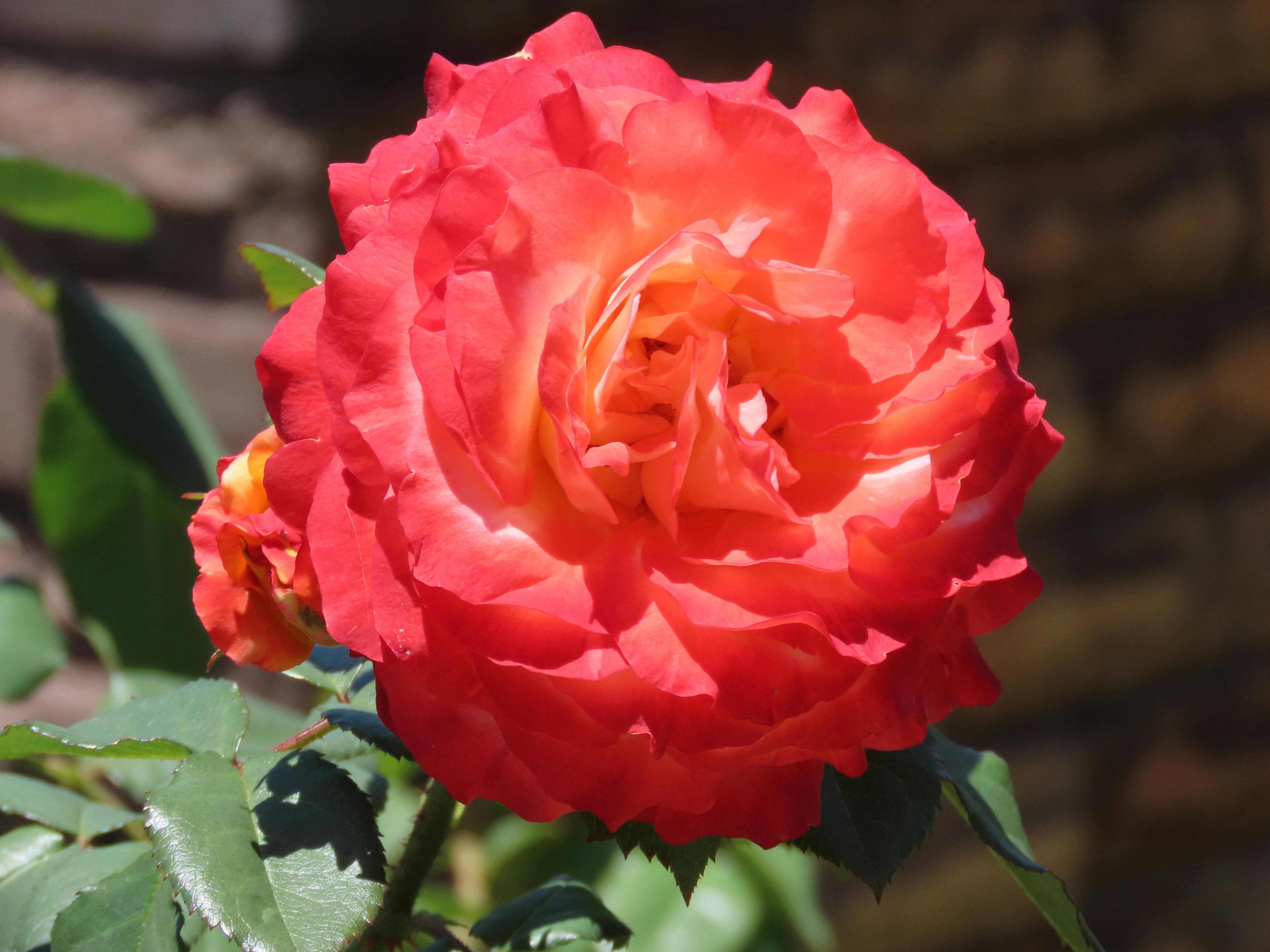 Desktop Wallpaper Australia Bush Photos, Download The BEST Free Desktop ...