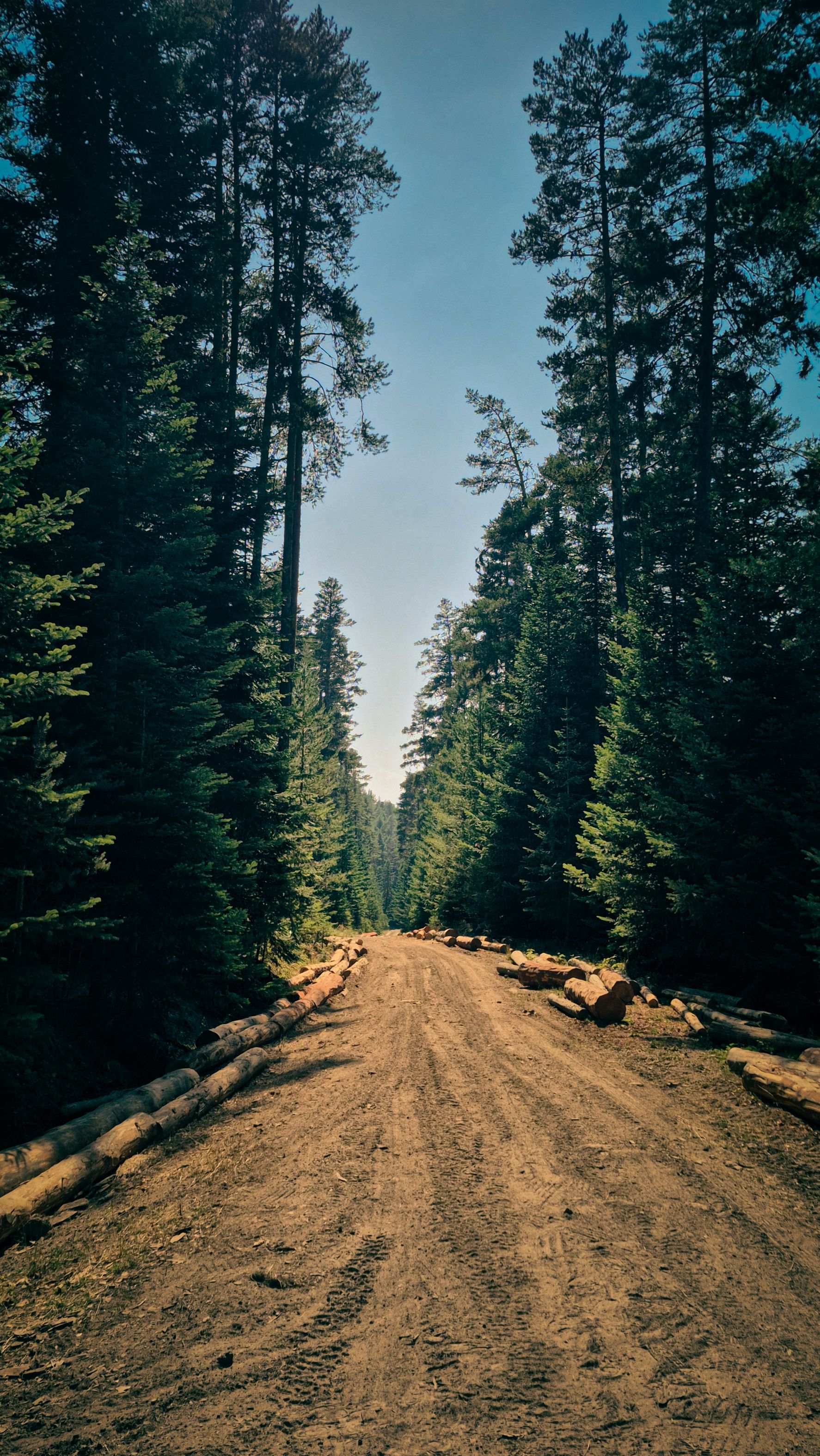 Tranquil Forest Pathway during Daytime · Free Stock Photo