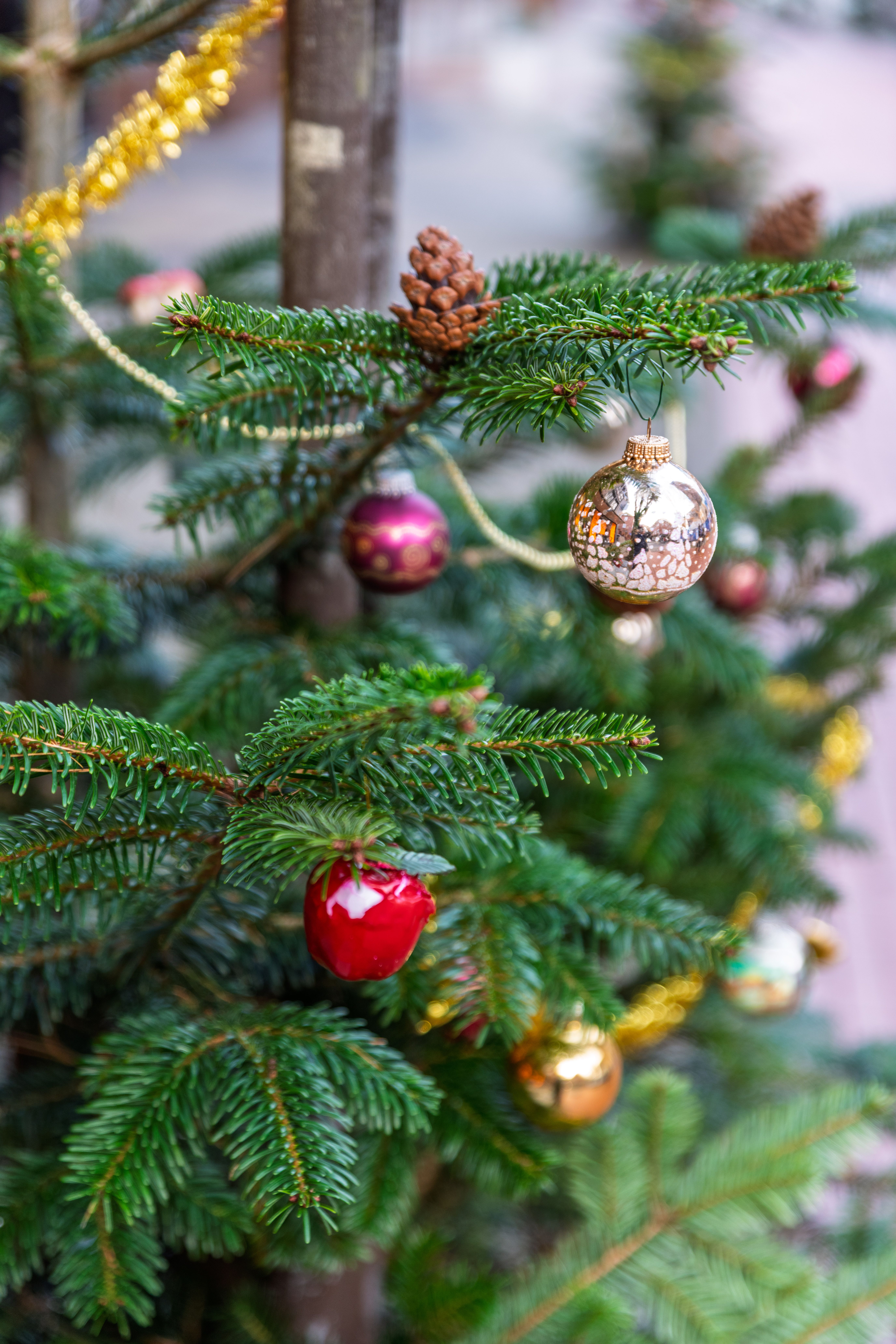 Decorated Christmas Tree Branch with Ornaments · Free Stock Photo