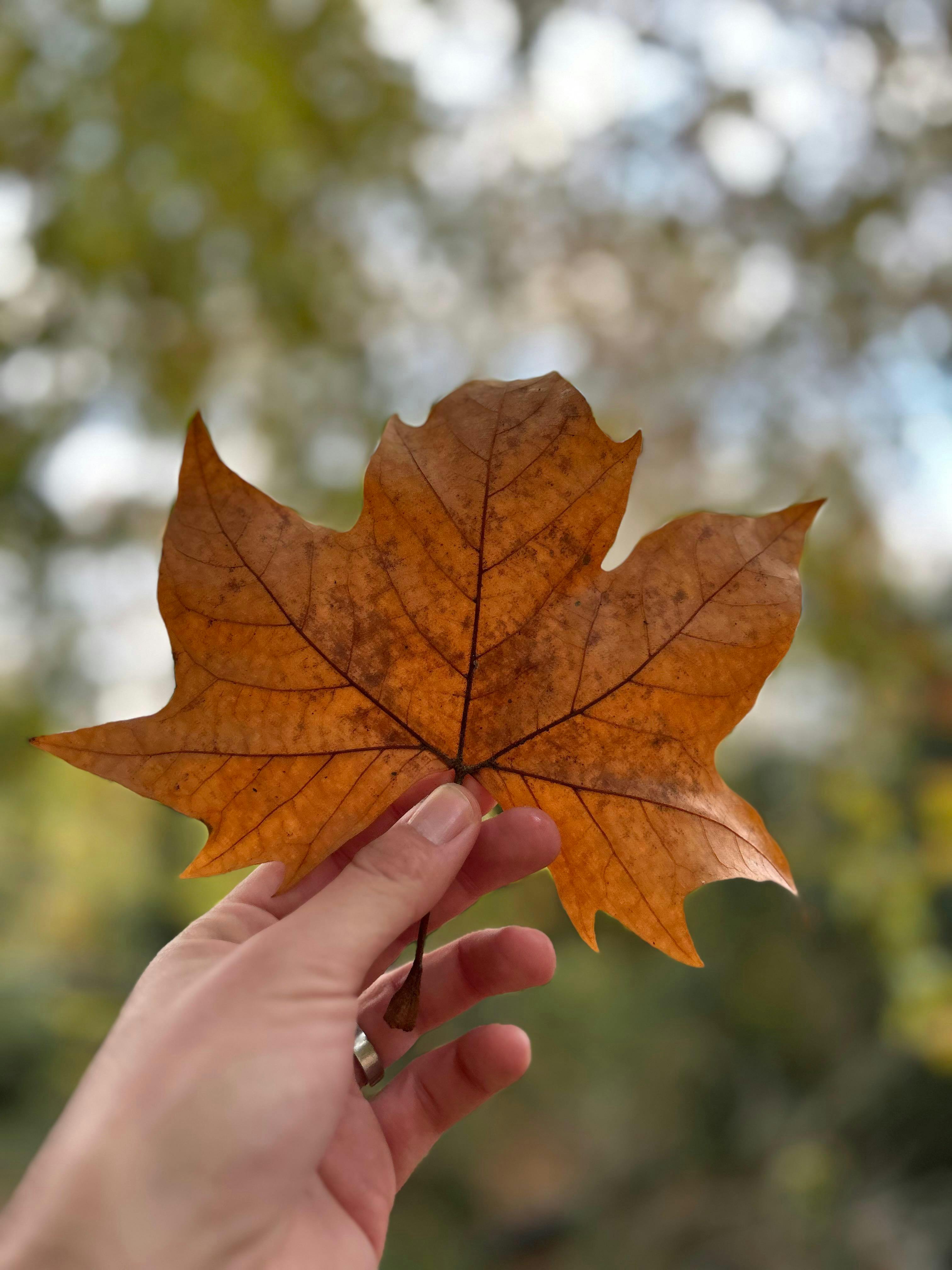 Tree Leaves Texture Photos, Download The BEST Free Tree Leaves Texture ...