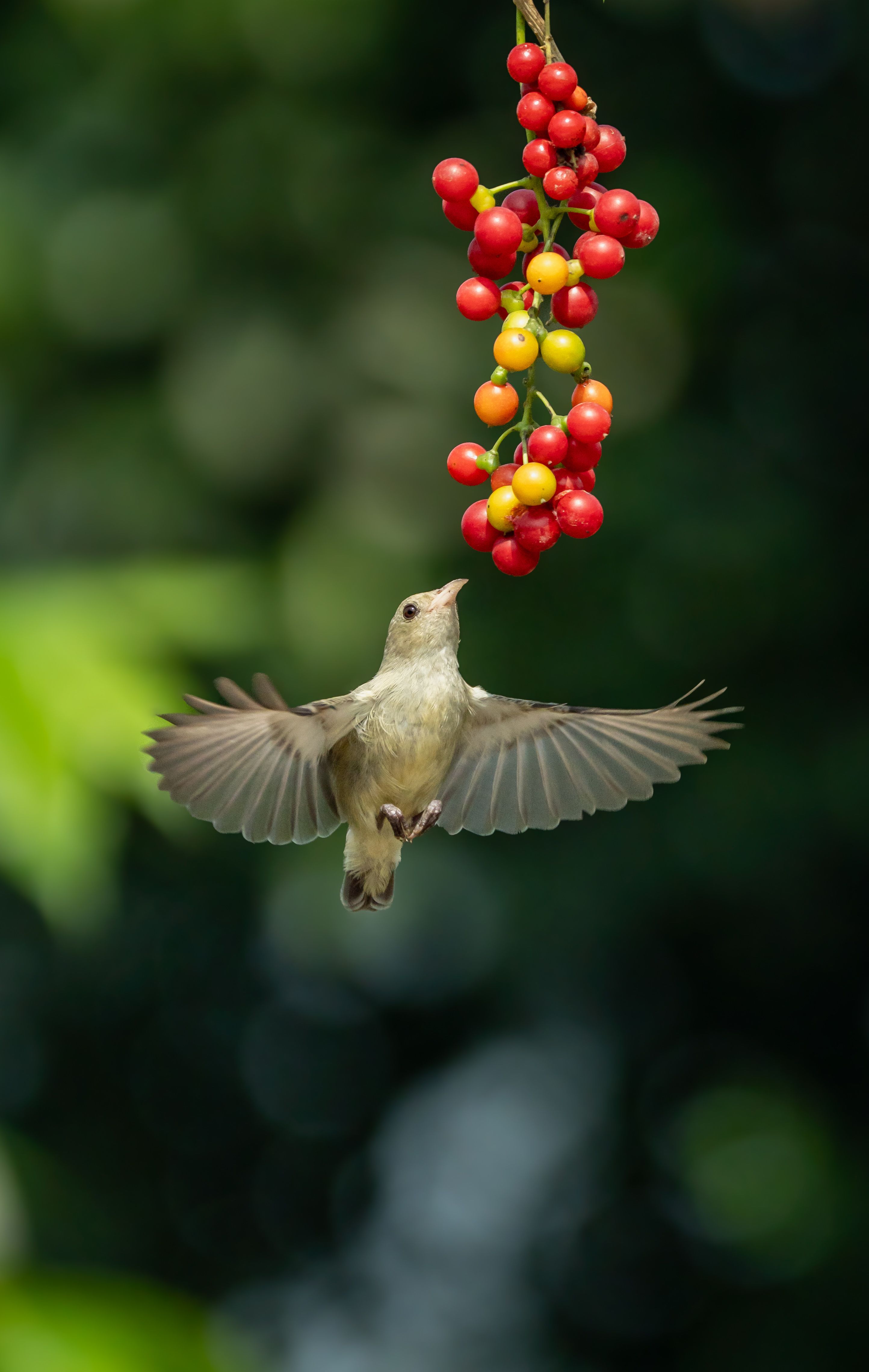 Small Bird Feeding on Bright Red Berries · Free Stock Photo