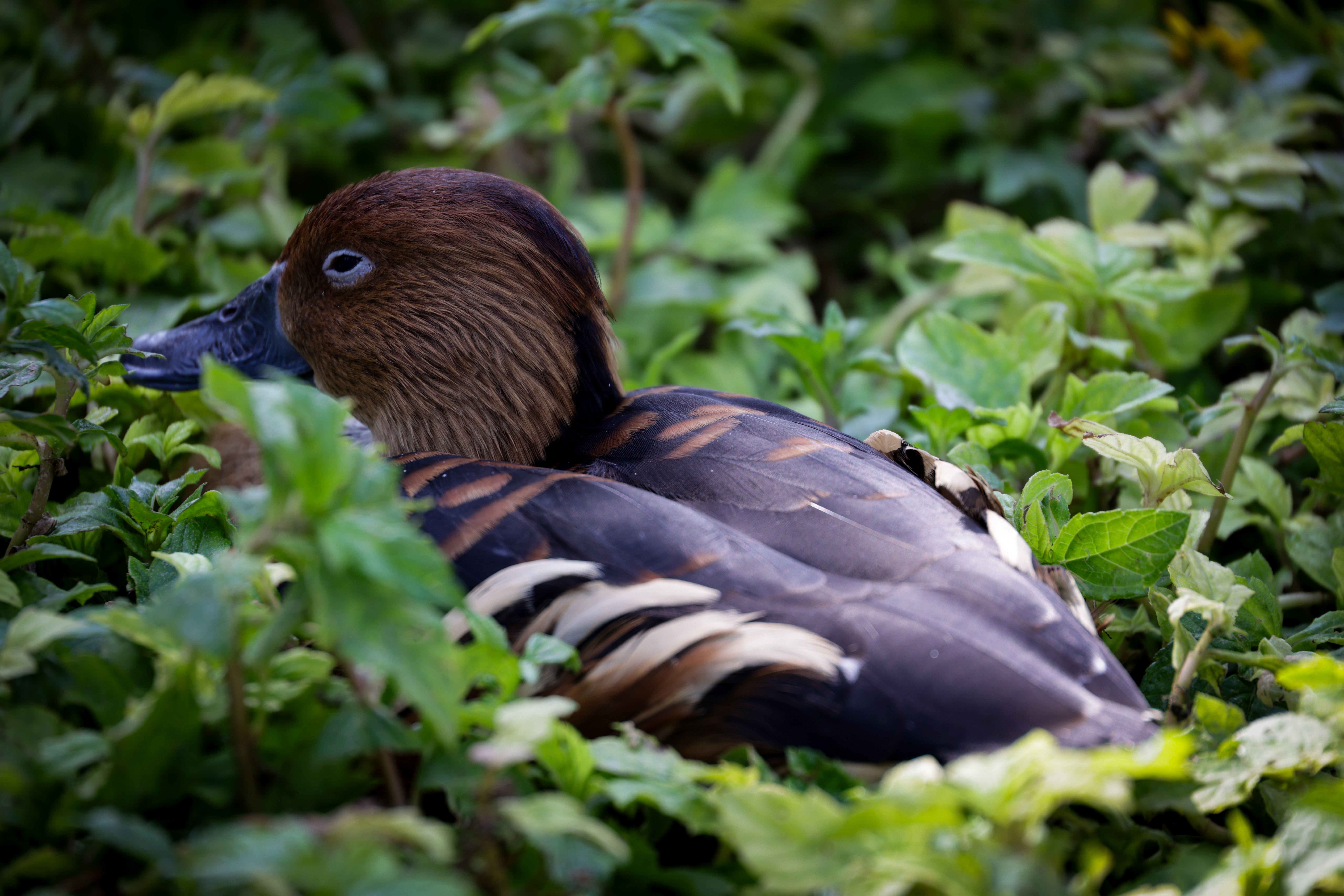 Close-up of a Duck Resting Amidst Greenery · Free Stock Photo