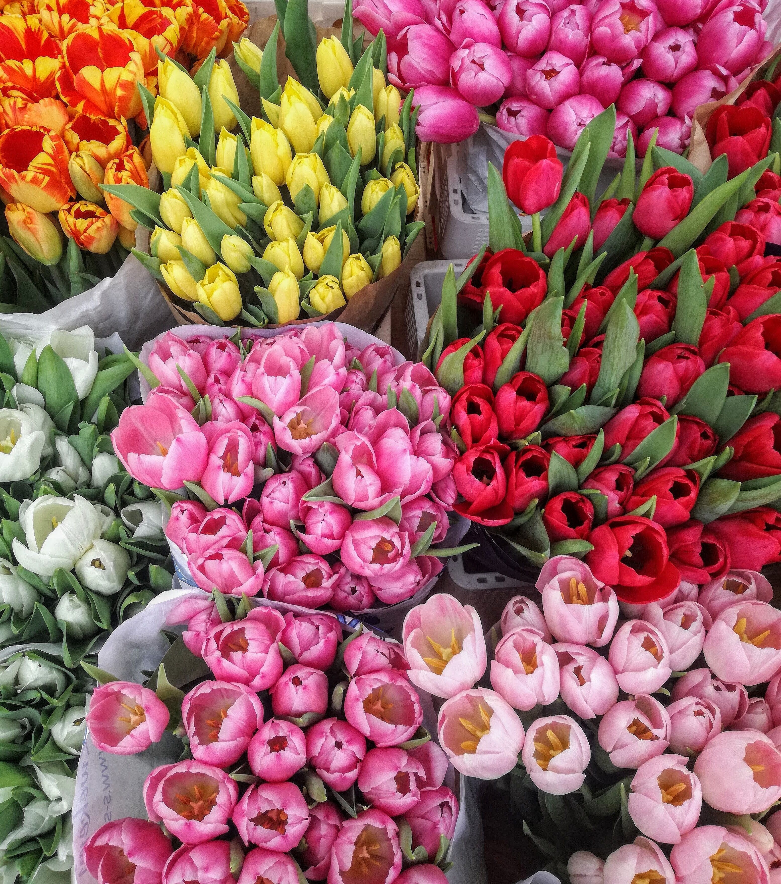 Colorful Tulips Display at Floral Market · Free Stock Photo