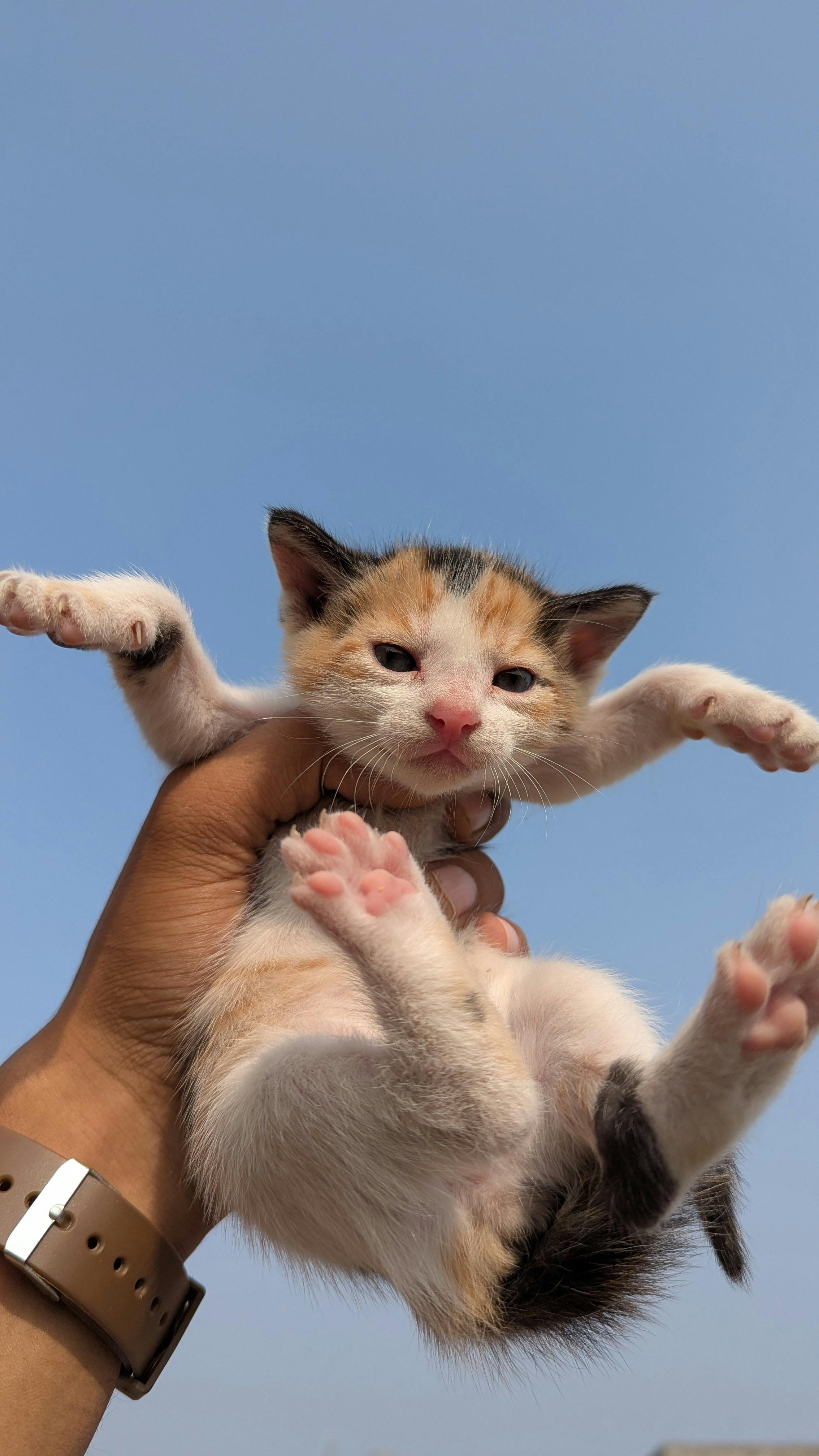Adorable Gatito Sostenido Contra Un Cielo Azul Claro · Foto de stock gratuita