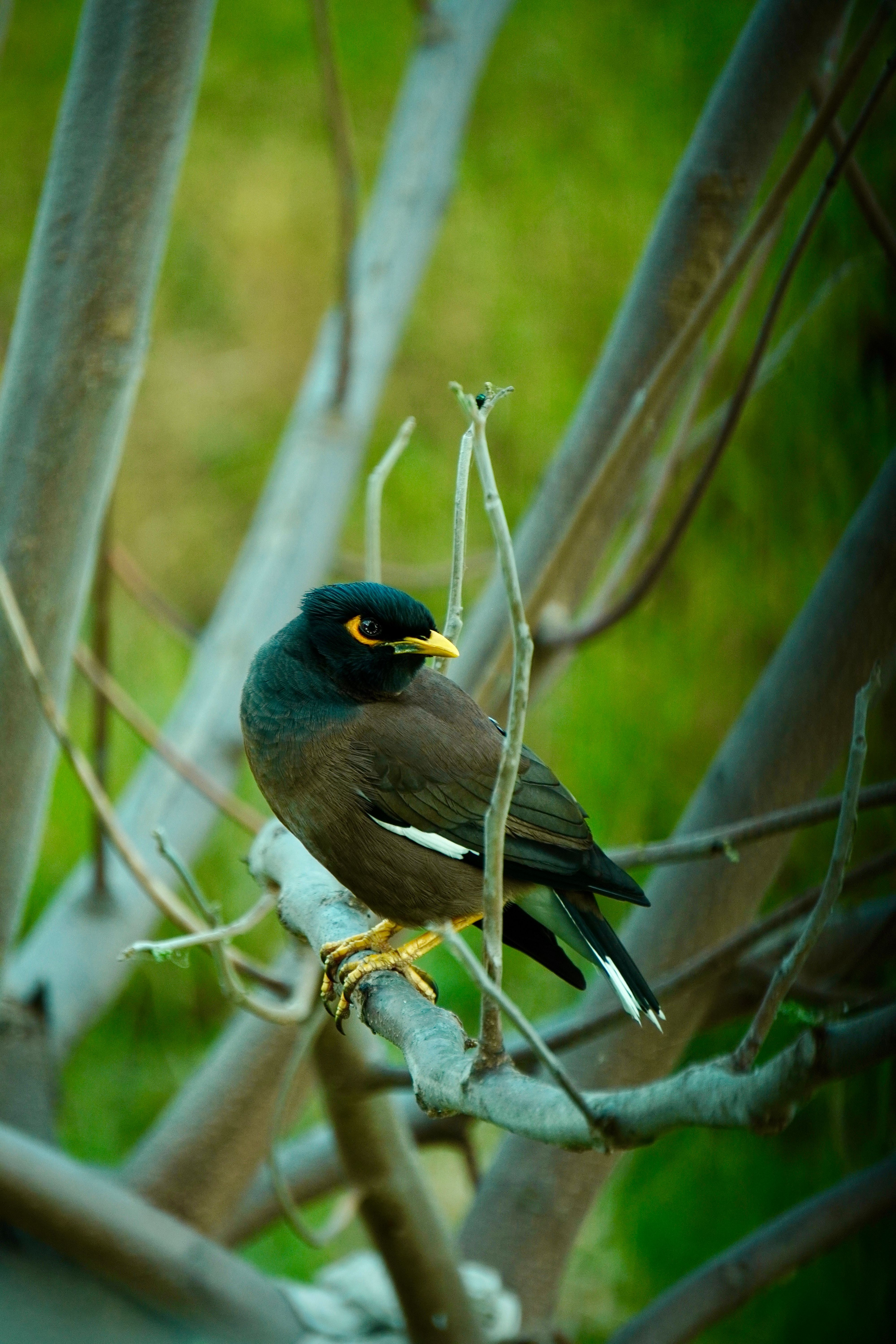 Close-up of a Common Myna in a Tree · Free Stock Photo