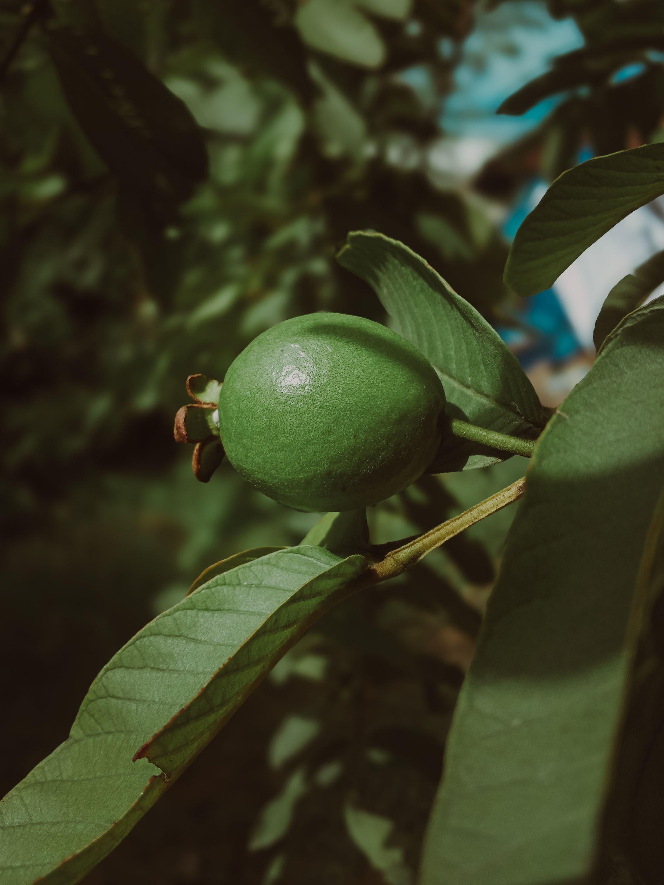 Close-Up of Green Guava on Tree Branch · Free Stock Photo