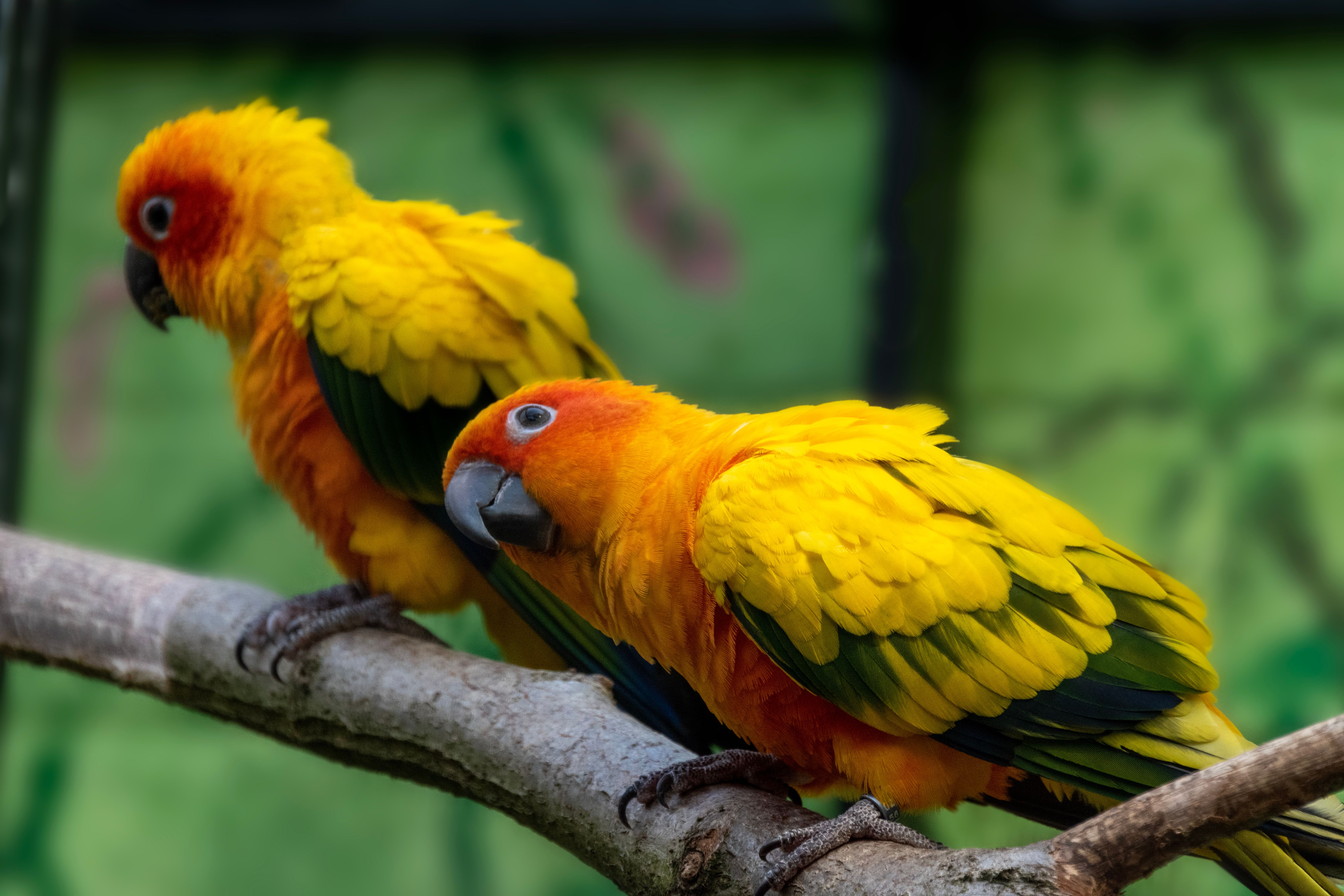 Photo of Two Cute Parakeets · Free Stock Photo