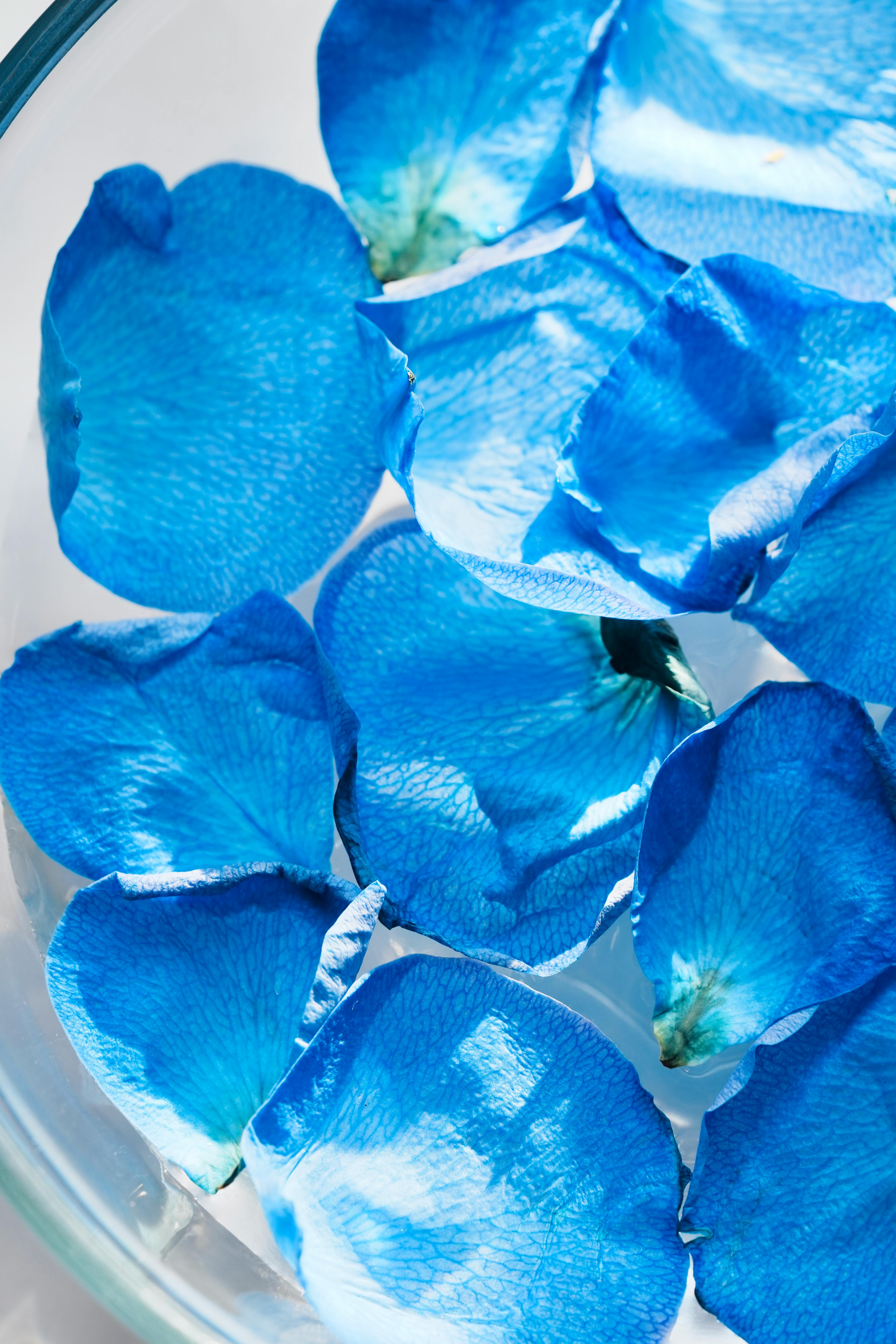 Calm Blue Background Photos, Download The BEST Free Calm Blue ...