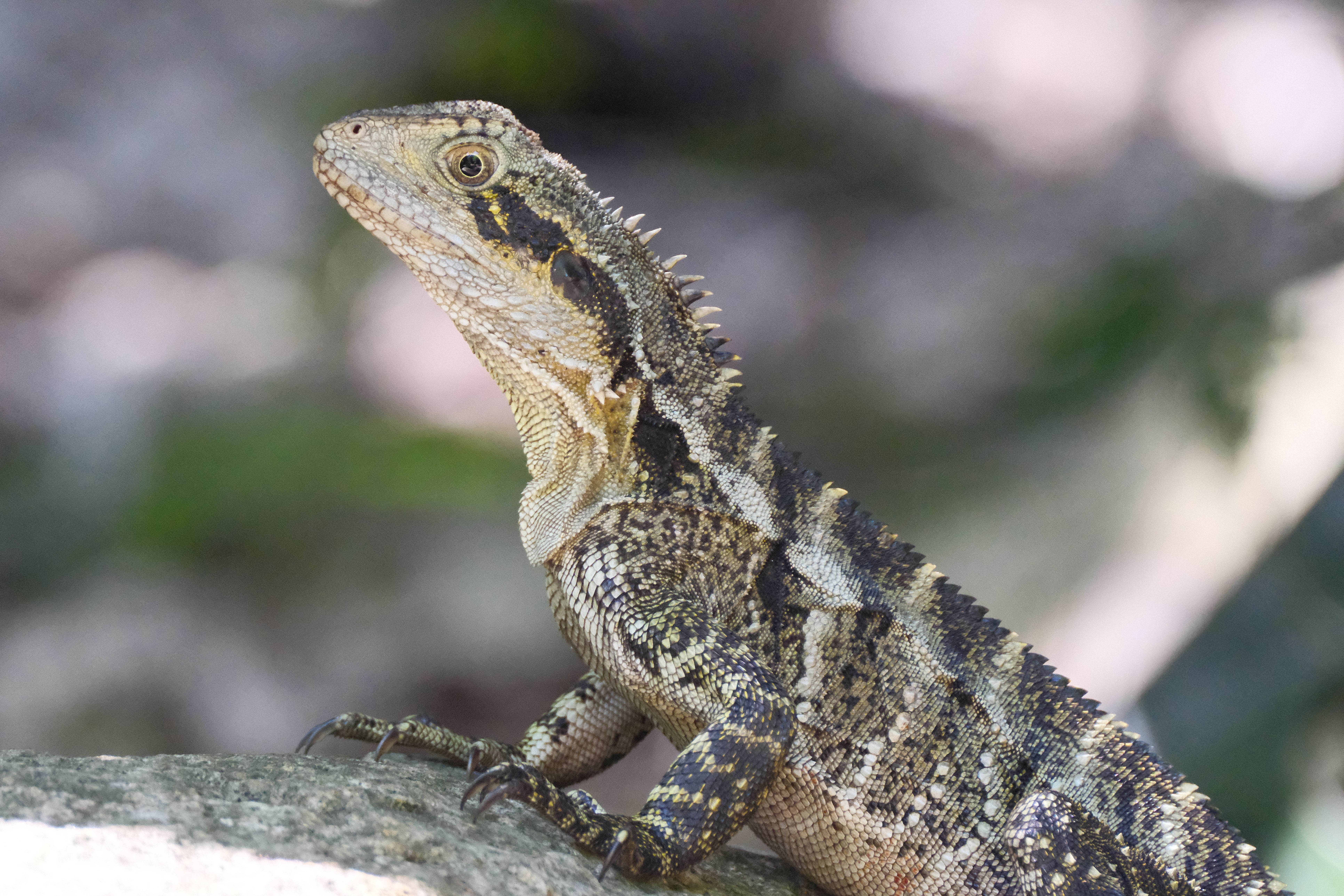 Close-up of a Lizard on a Tree Branch · Free Stock Photo