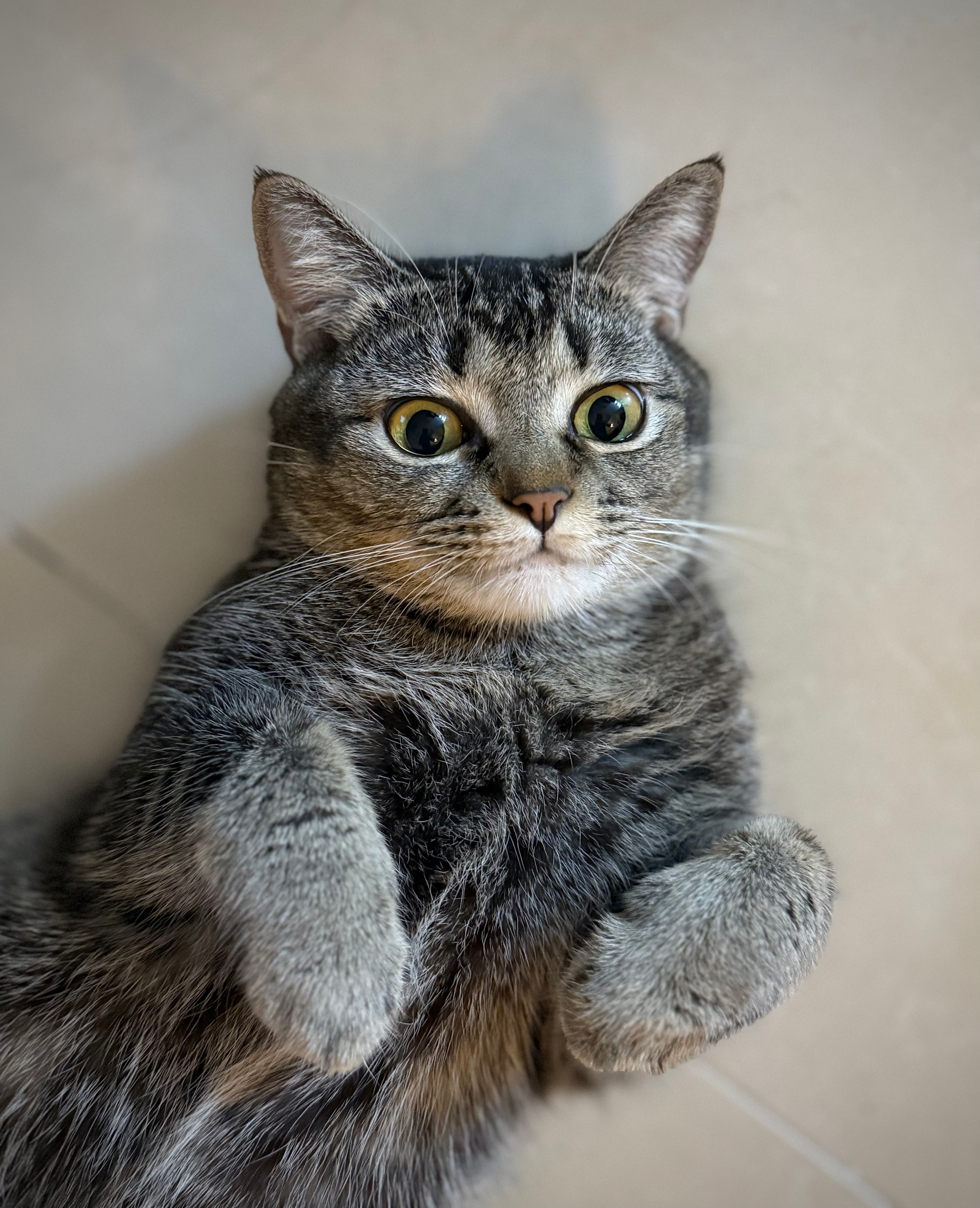 Playful Domestic Cat Striking a Pose · Free Stock Photo