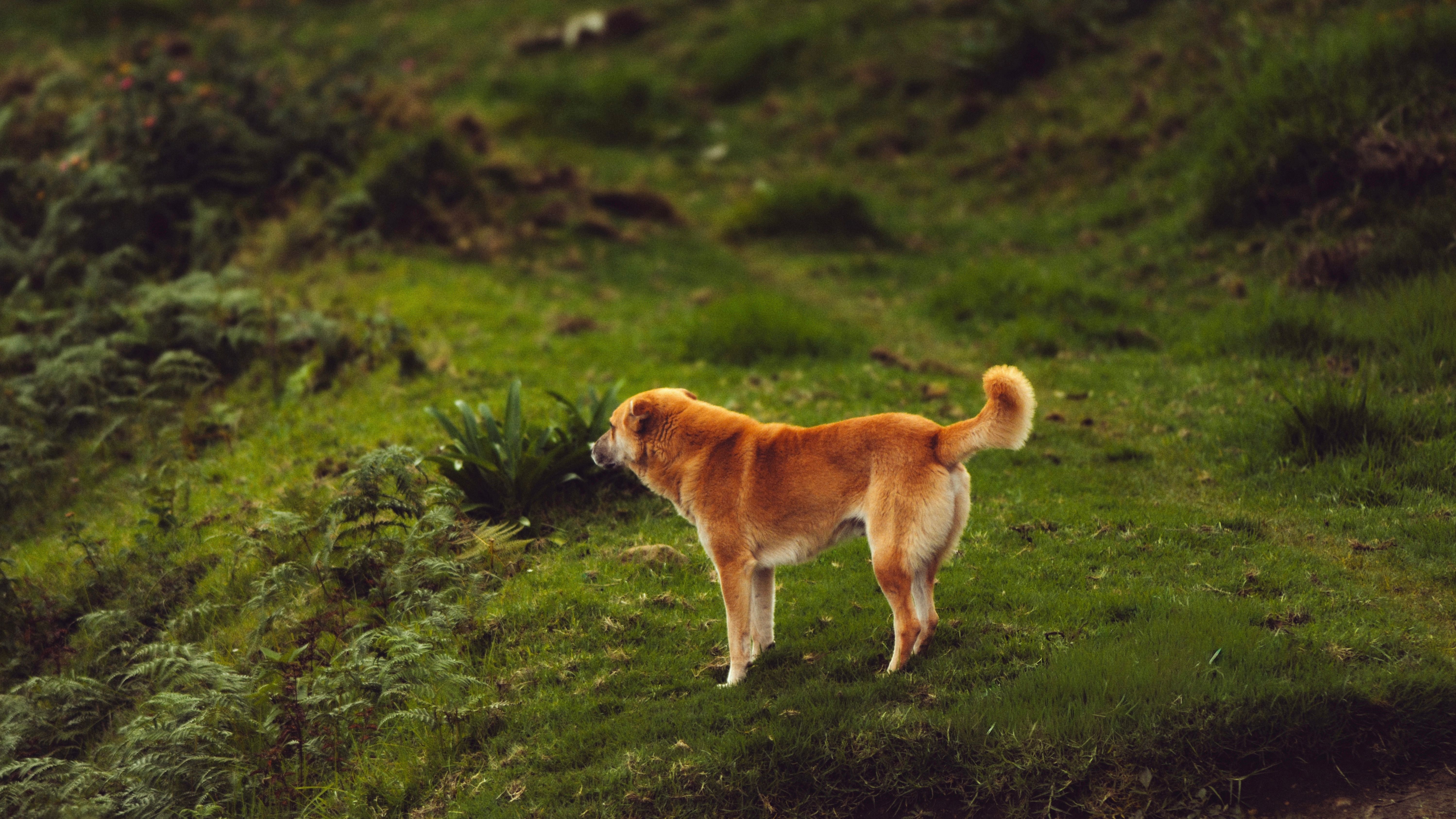 Golden Dog in Lush Munnar Landscape · Free Stock Photo
