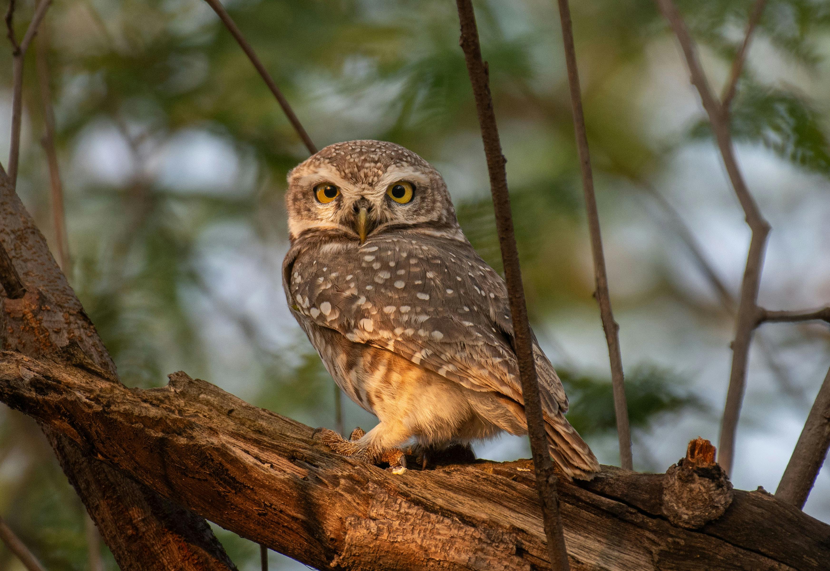Owl In Tree Photos, Download The BEST Free Owl In Tree Stock Photos ...