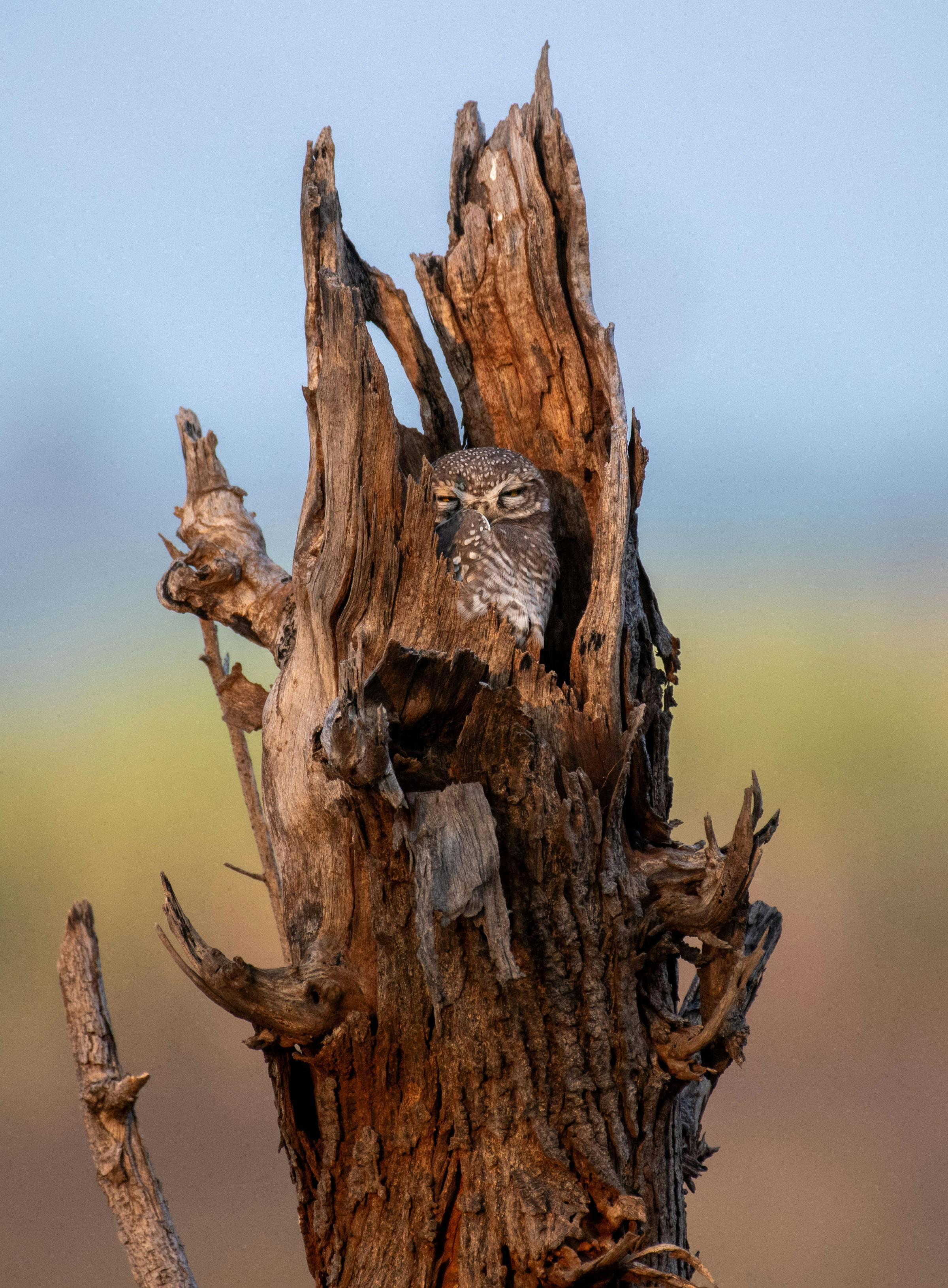 Owl In Tree Photos, Download The BEST Free Owl In Tree Stock Photos ...