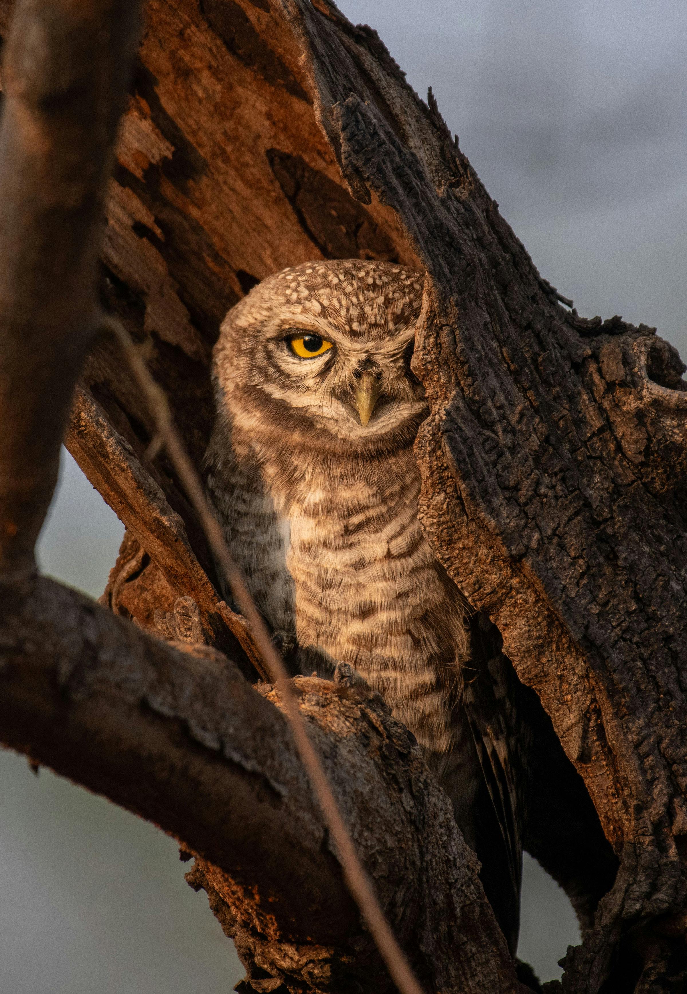 Owl In Tree Photos, Download The BEST Free Owl In Tree Stock Photos ...