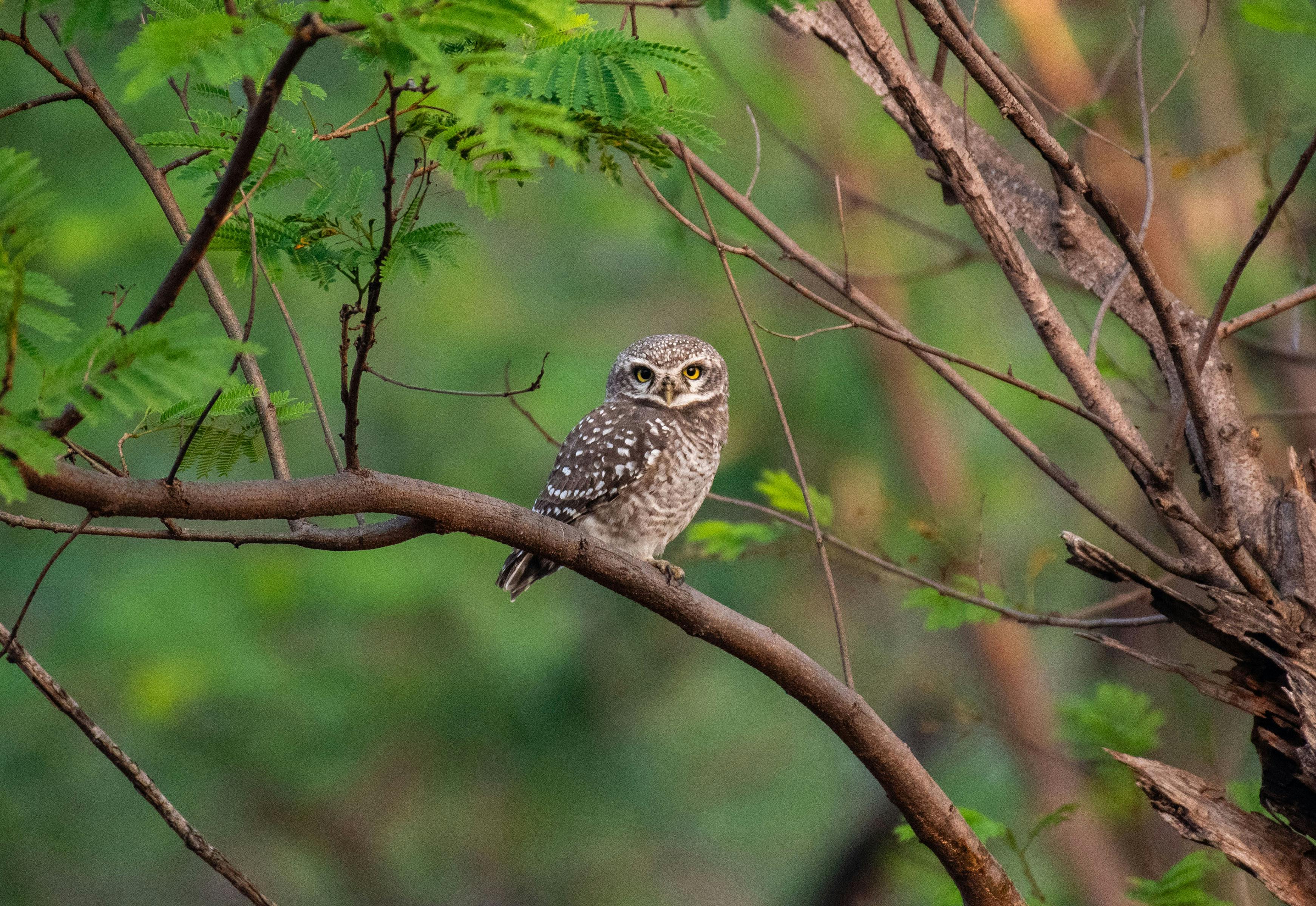 Owl In Tree Photos, Download The BEST Free Owl In Tree Stock Photos ...