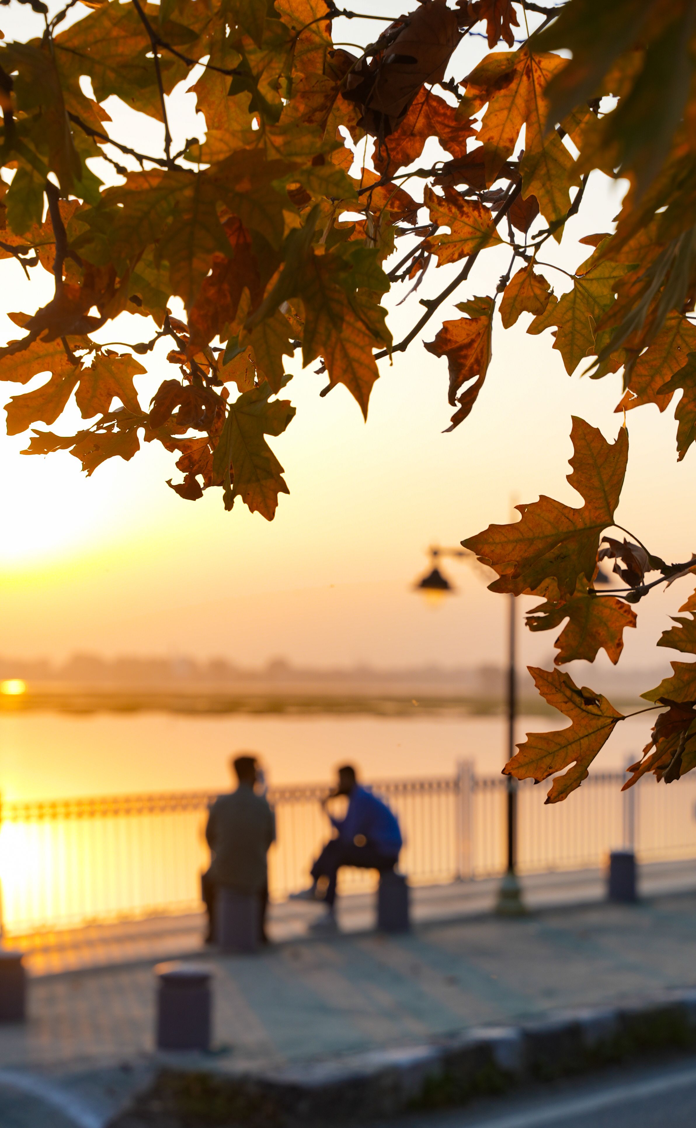 Chinar Leaves at Sunset by Srinagar Lake · Free Stock Photo