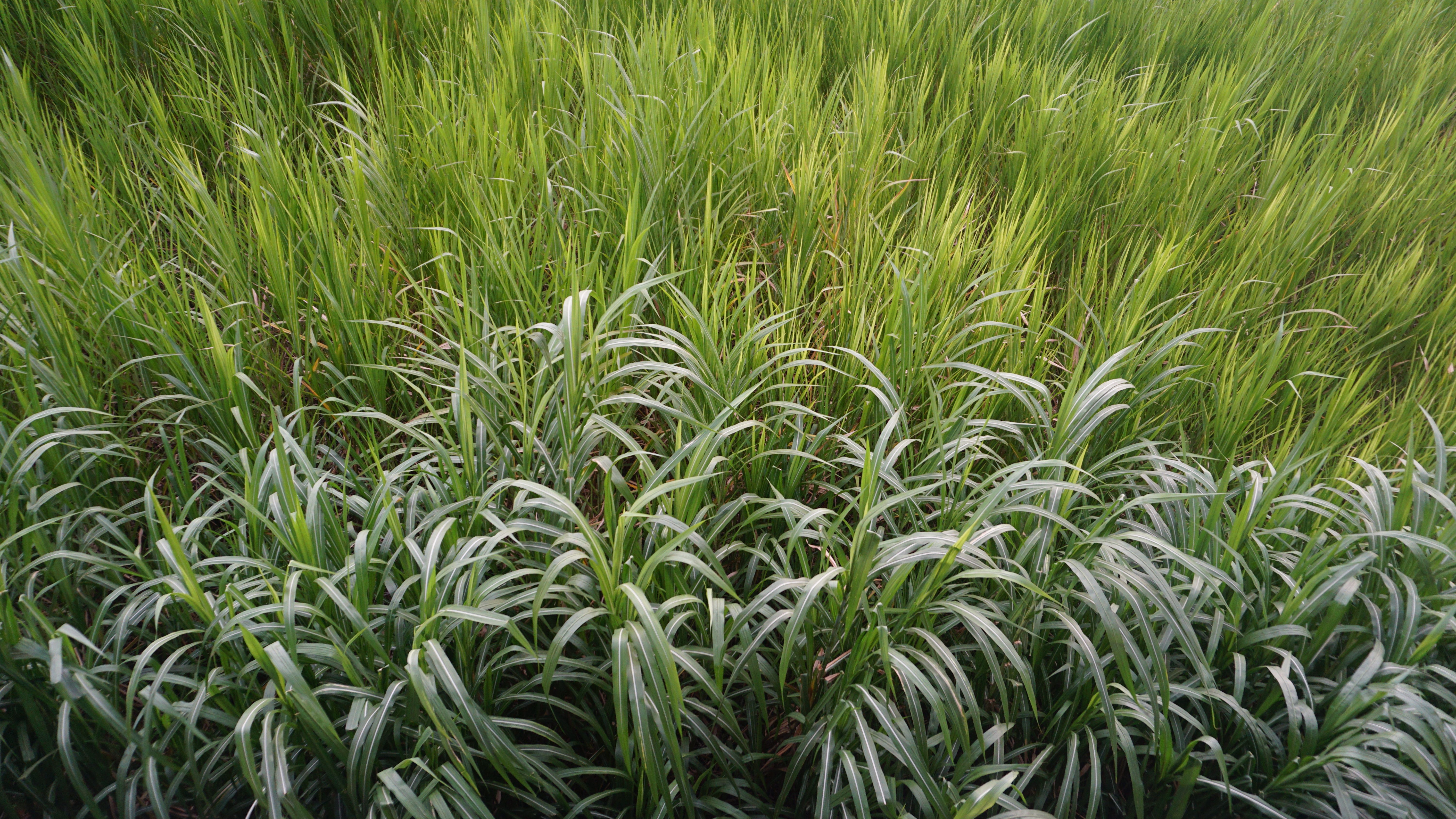 Lush Green Grass Field Close-Up · Free Stock Photo