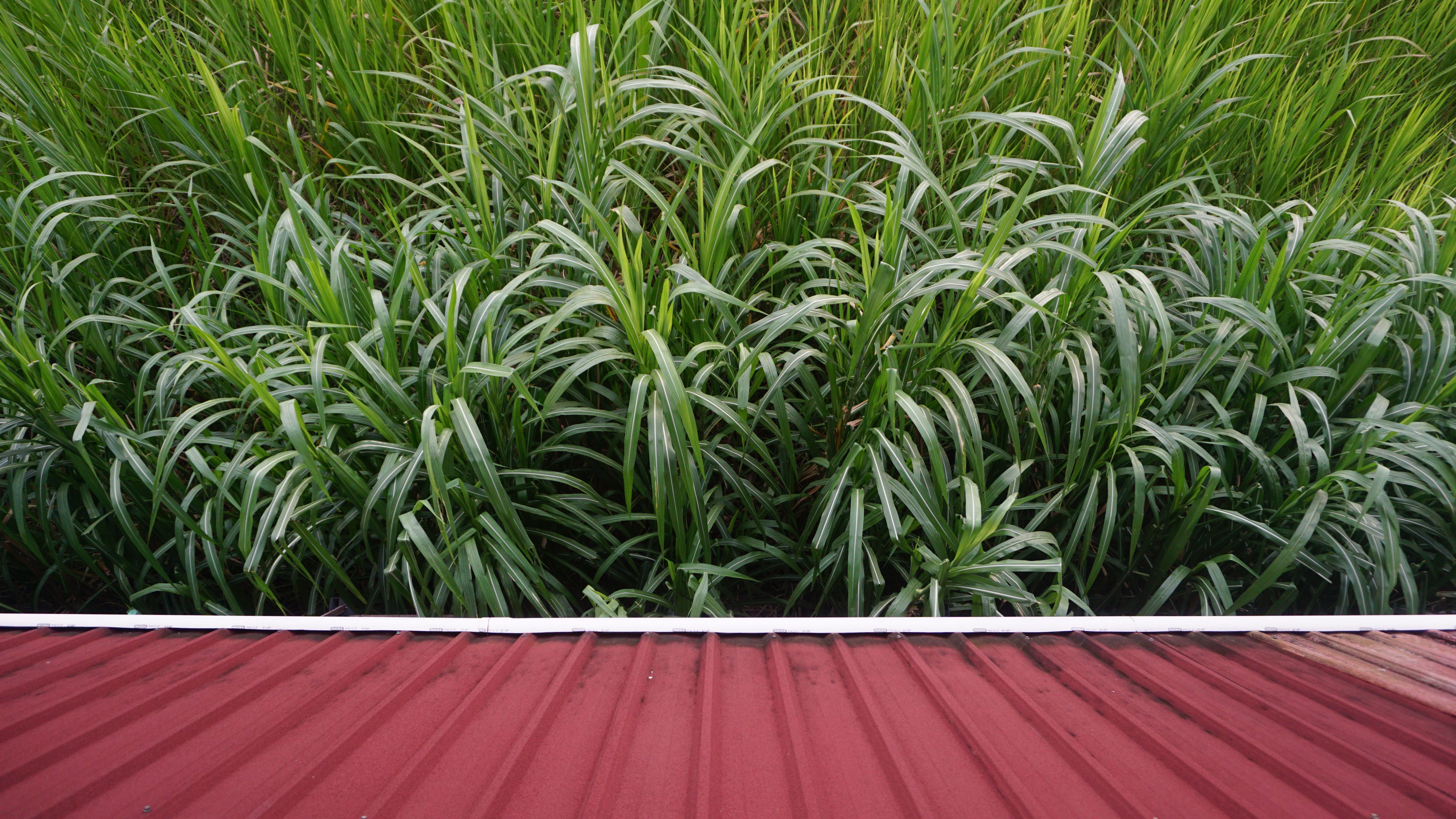 Lush Green Grass Over Red Roof in Summer · Free Stock Photo