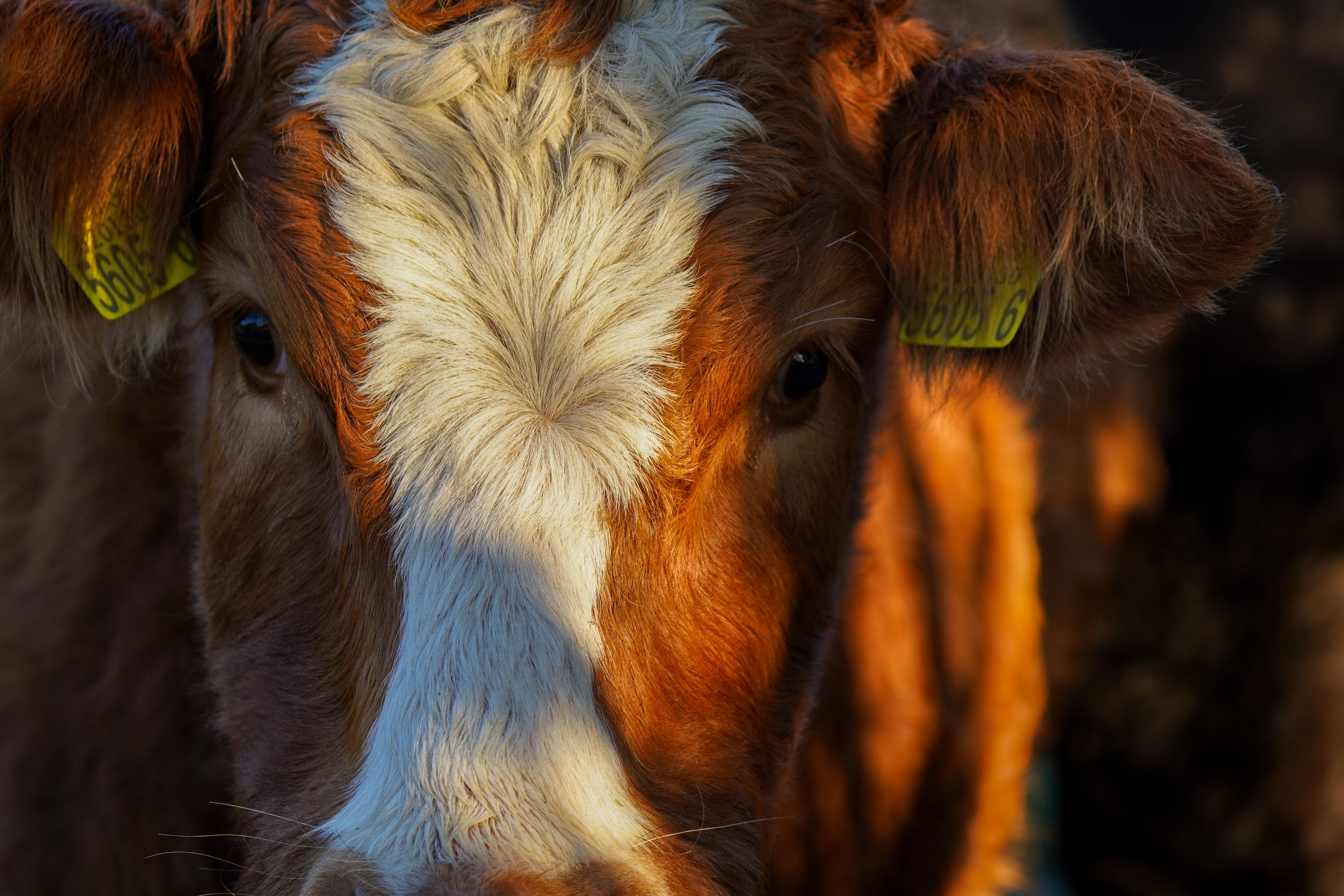 Www.Strangerthings 1 Cow Photos, Download The BEST Free Www ...