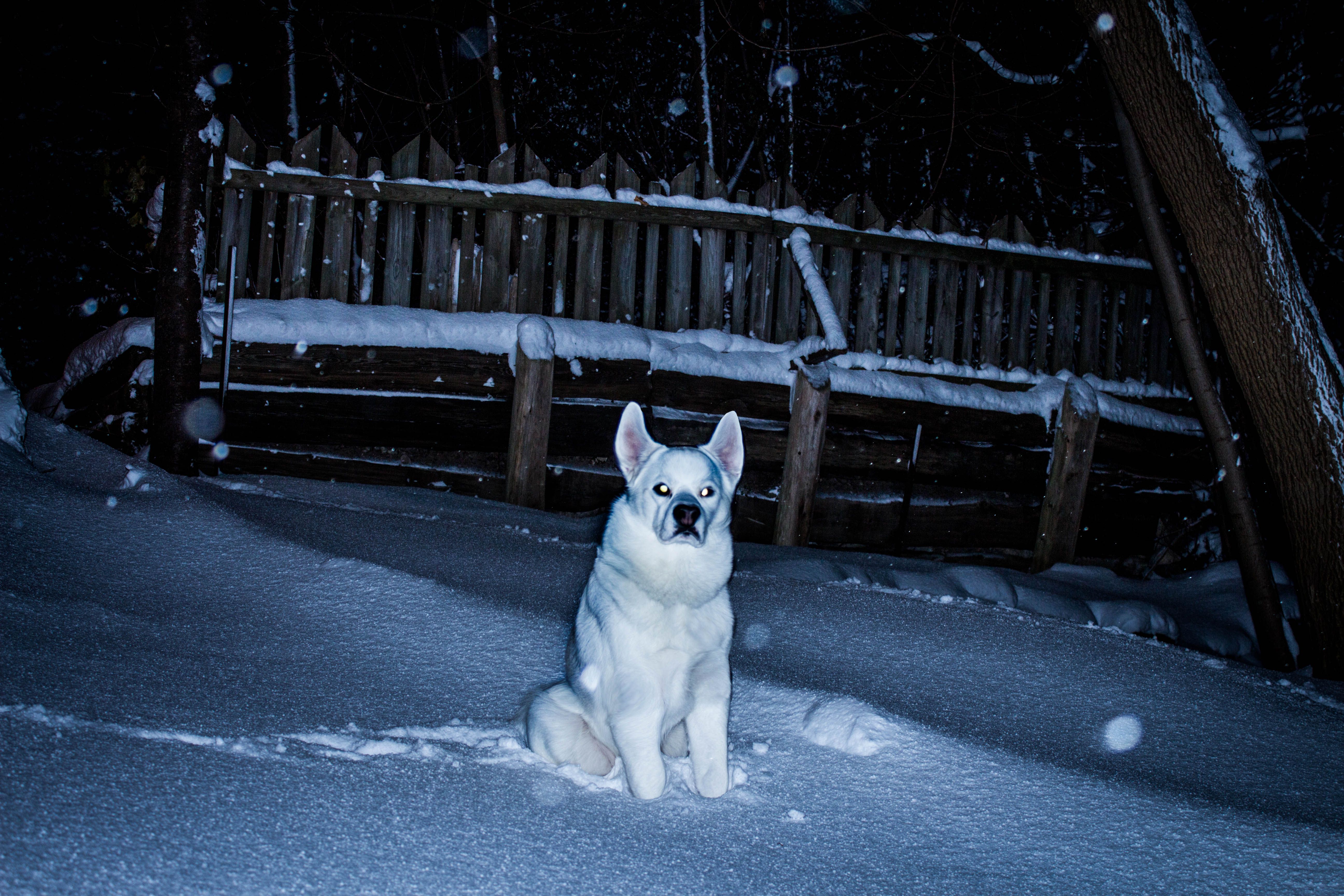 White Dog in Snowy Winter Night · Free Stock Photo