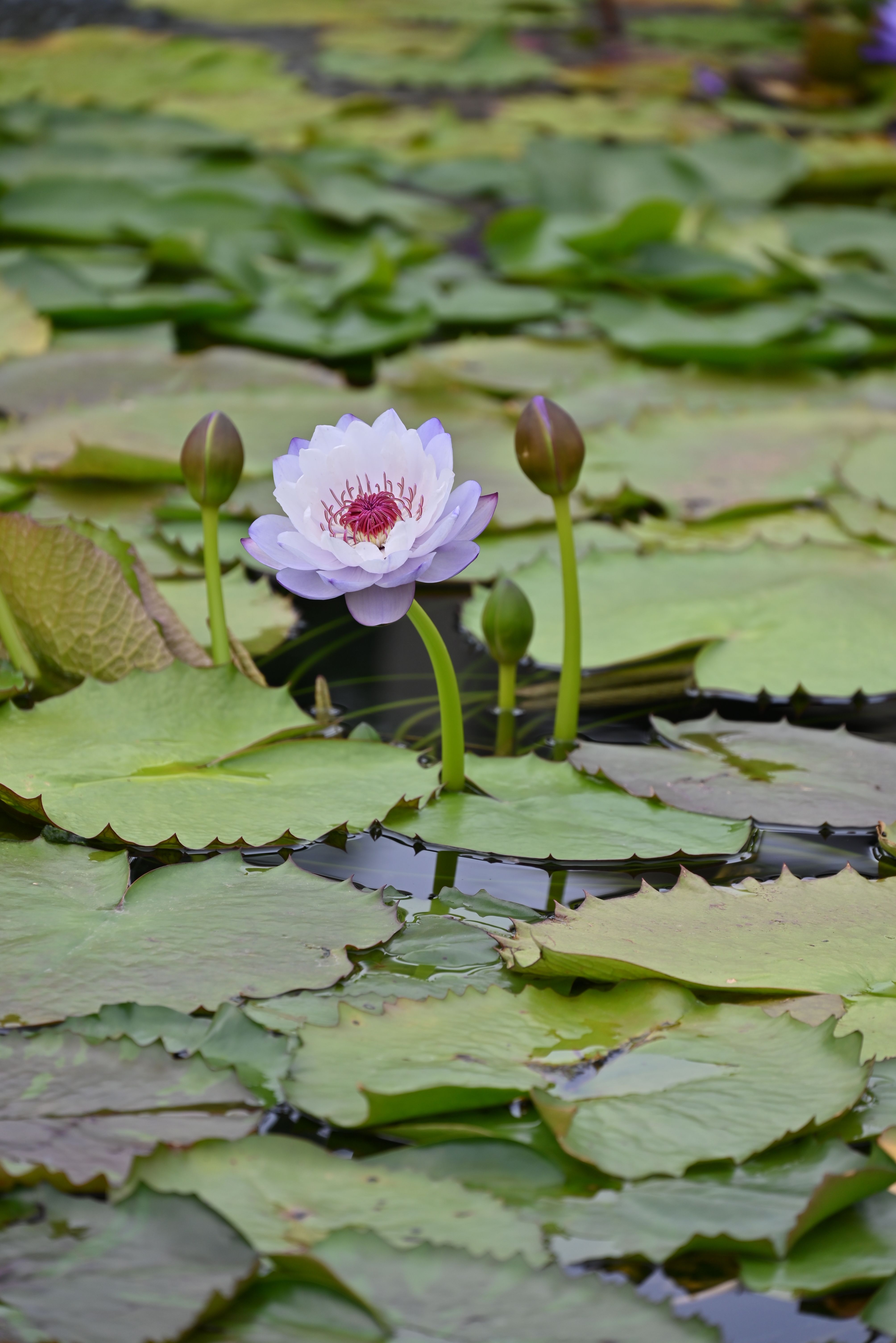 Swamp Flowers Photos, Download The BEST Free Swamp Flowers Stock Photos ...