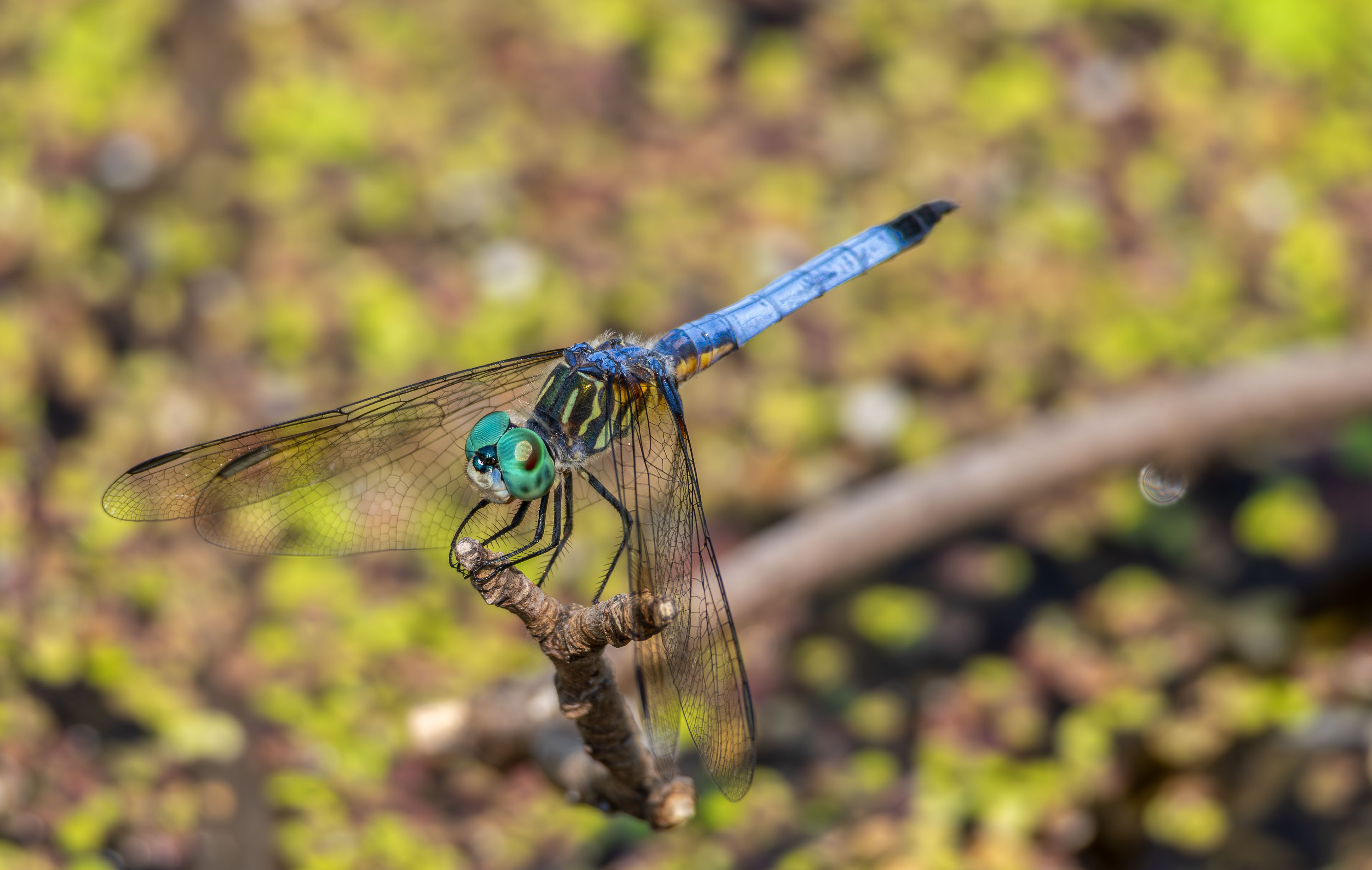 Close-Up of Blue Dasher Dragonfly on Twig · Free Stock Photo
