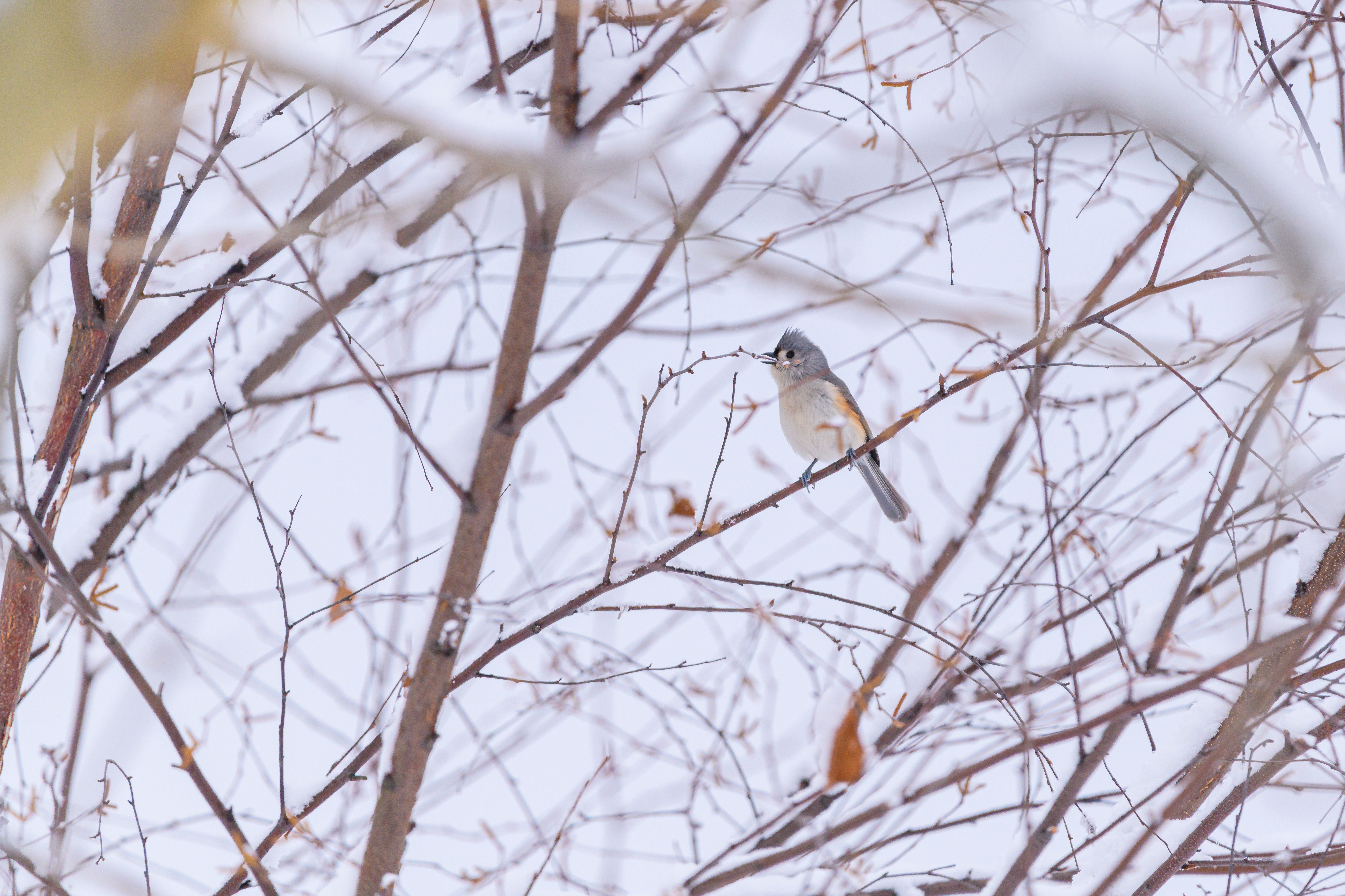 Tufted Titmouse in Snowy Winter Branches · Free Stock Photo