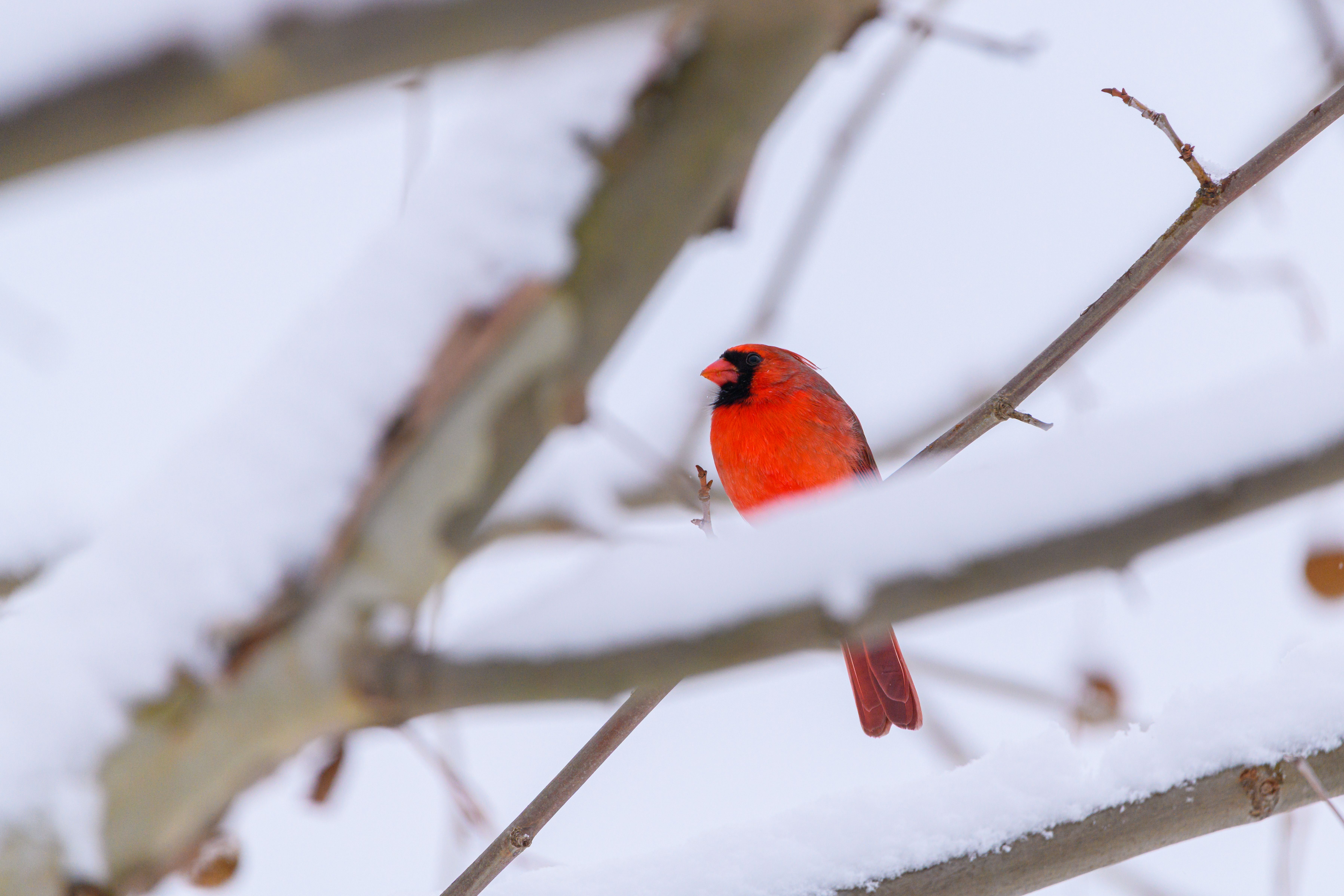 Northern Cardinal in Snowy Winter Branches · Free Stock Photo