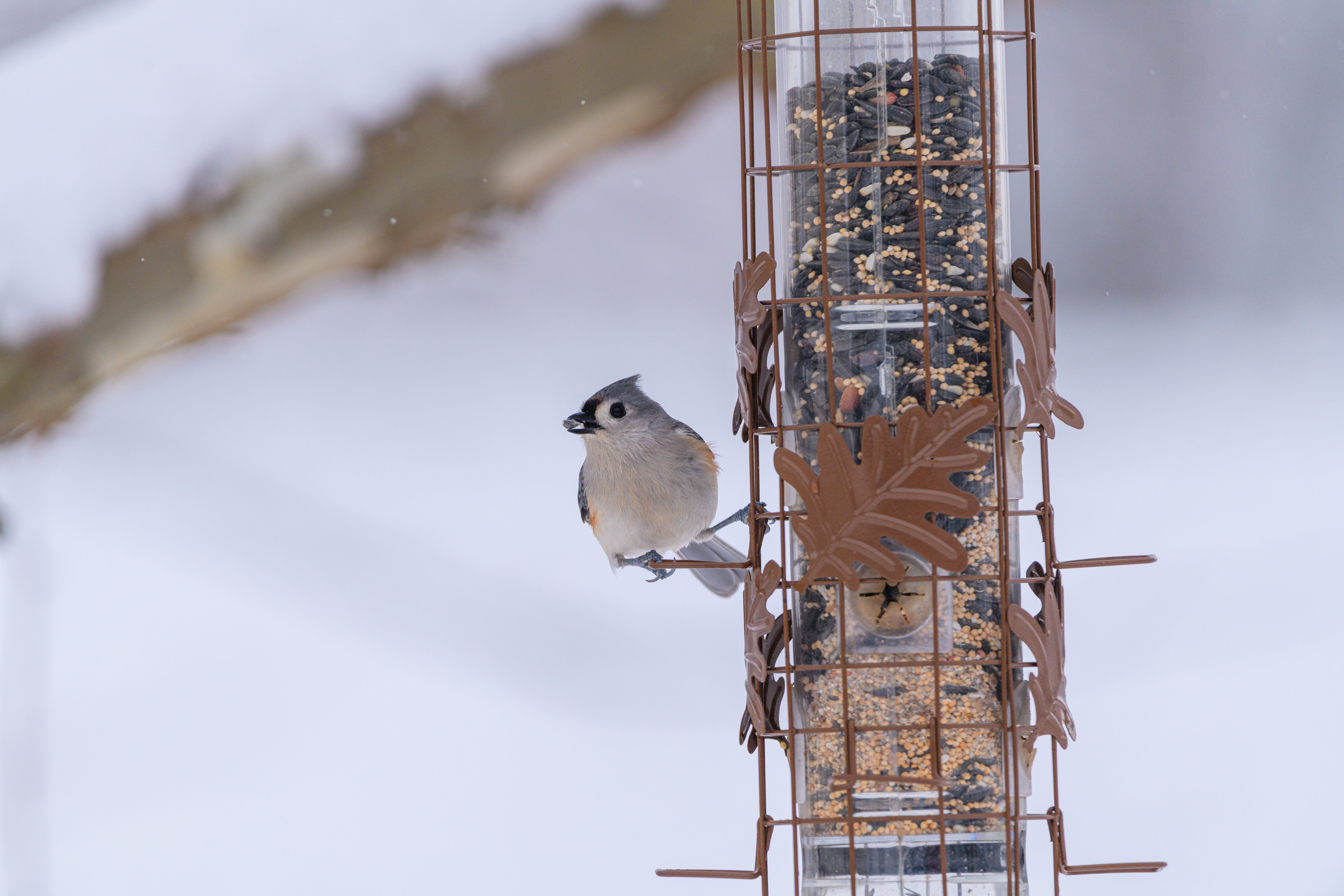Tufted Titmouse at Bird Feeder in Snowy Winter Scene · Free Stock Photo