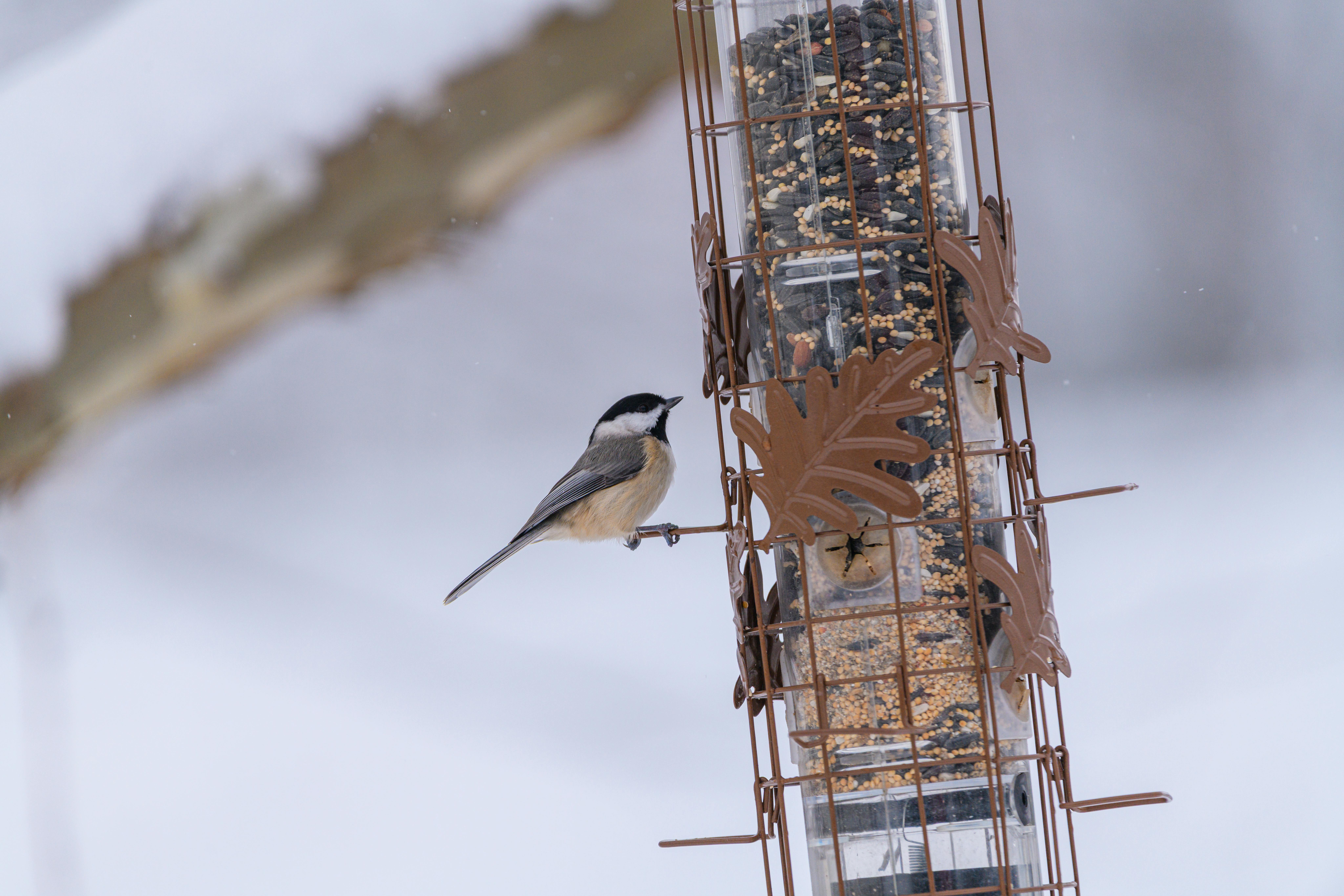 Brr Brr Patapim Photos, Download The BEST Free Brr Brr Patapim Stock ...