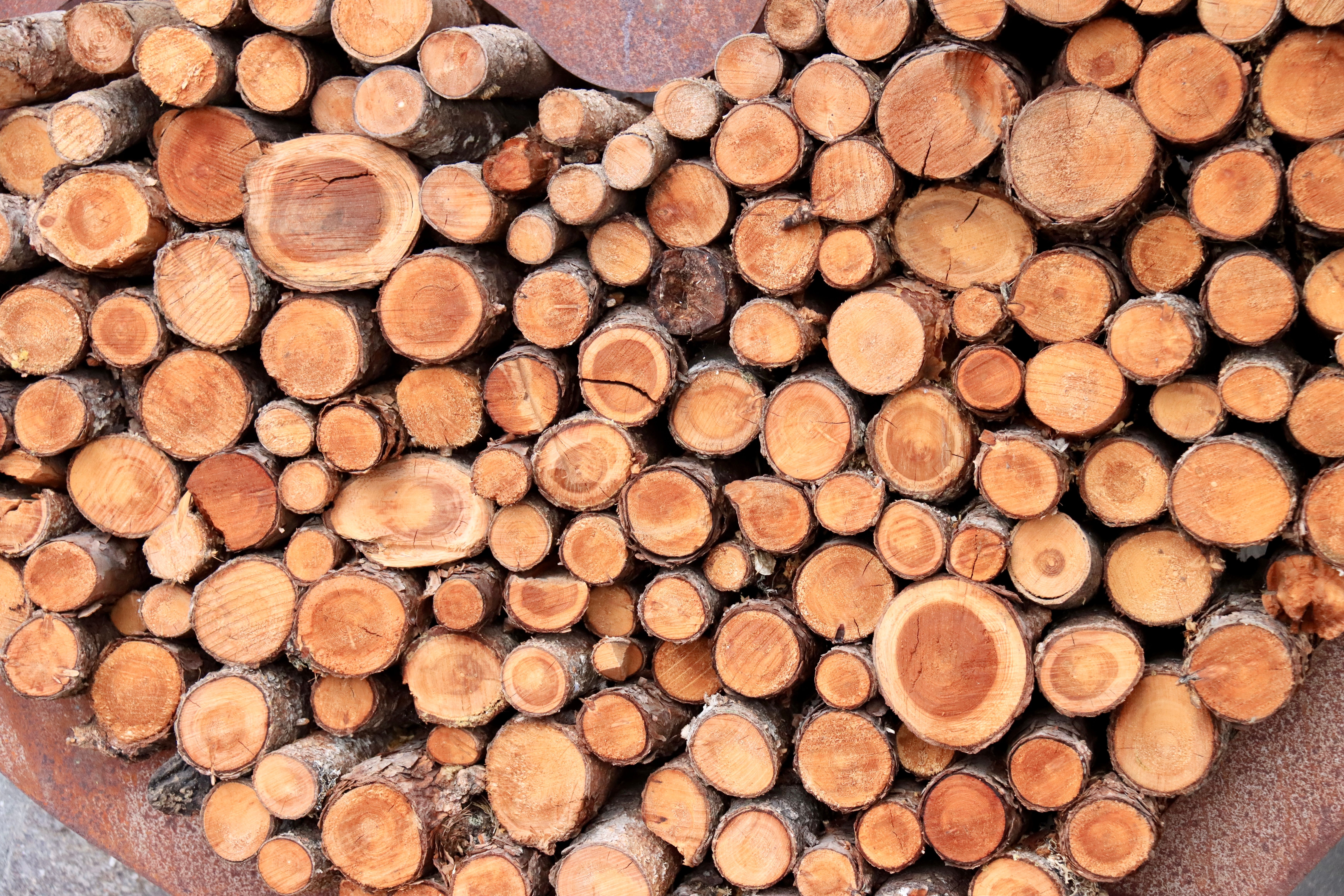 Stacked Firewood Logs in Close-Up View · Free Stock Photo