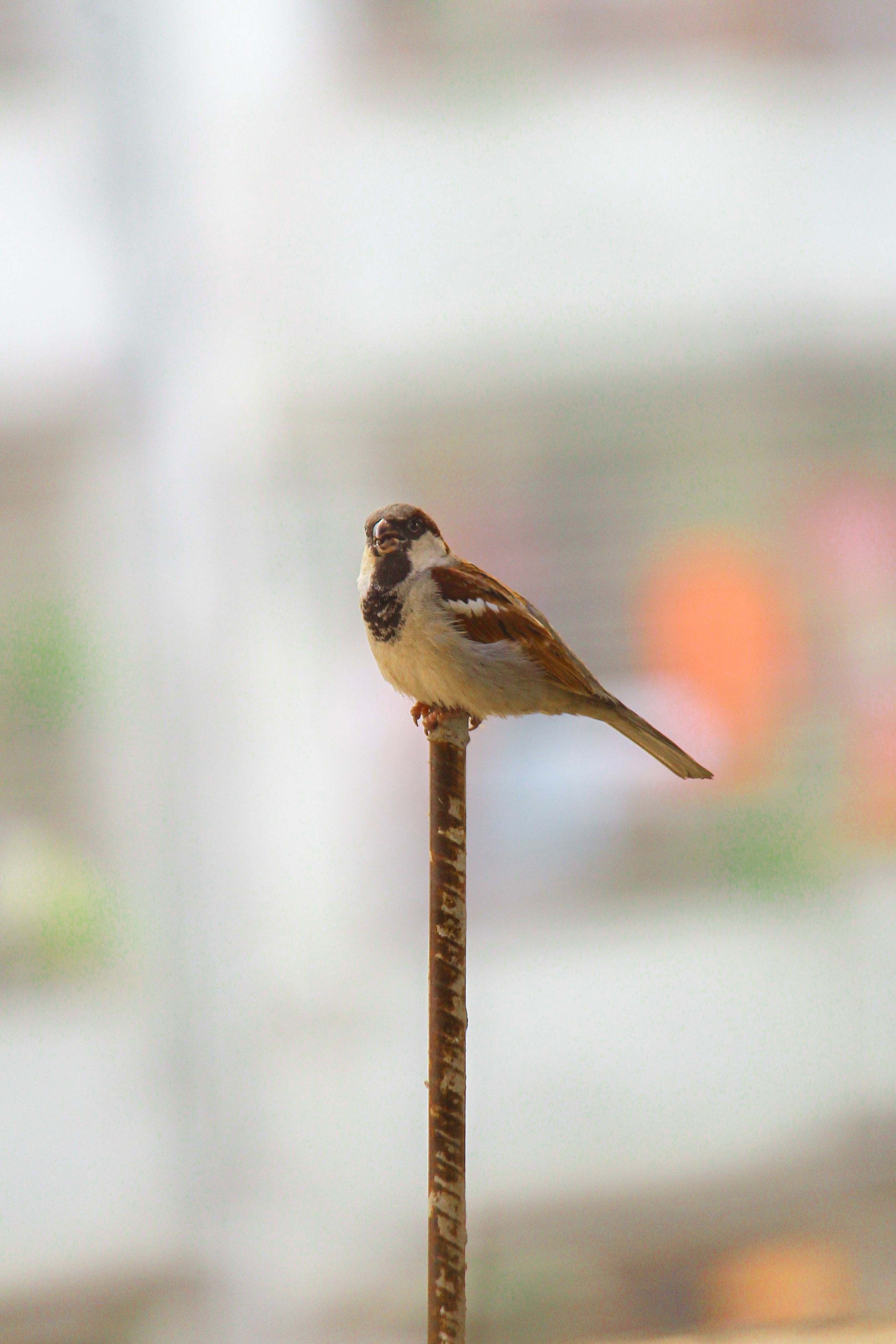 Flappy Bird Background Photos, Download The BEST Free Flappy Bird ...
