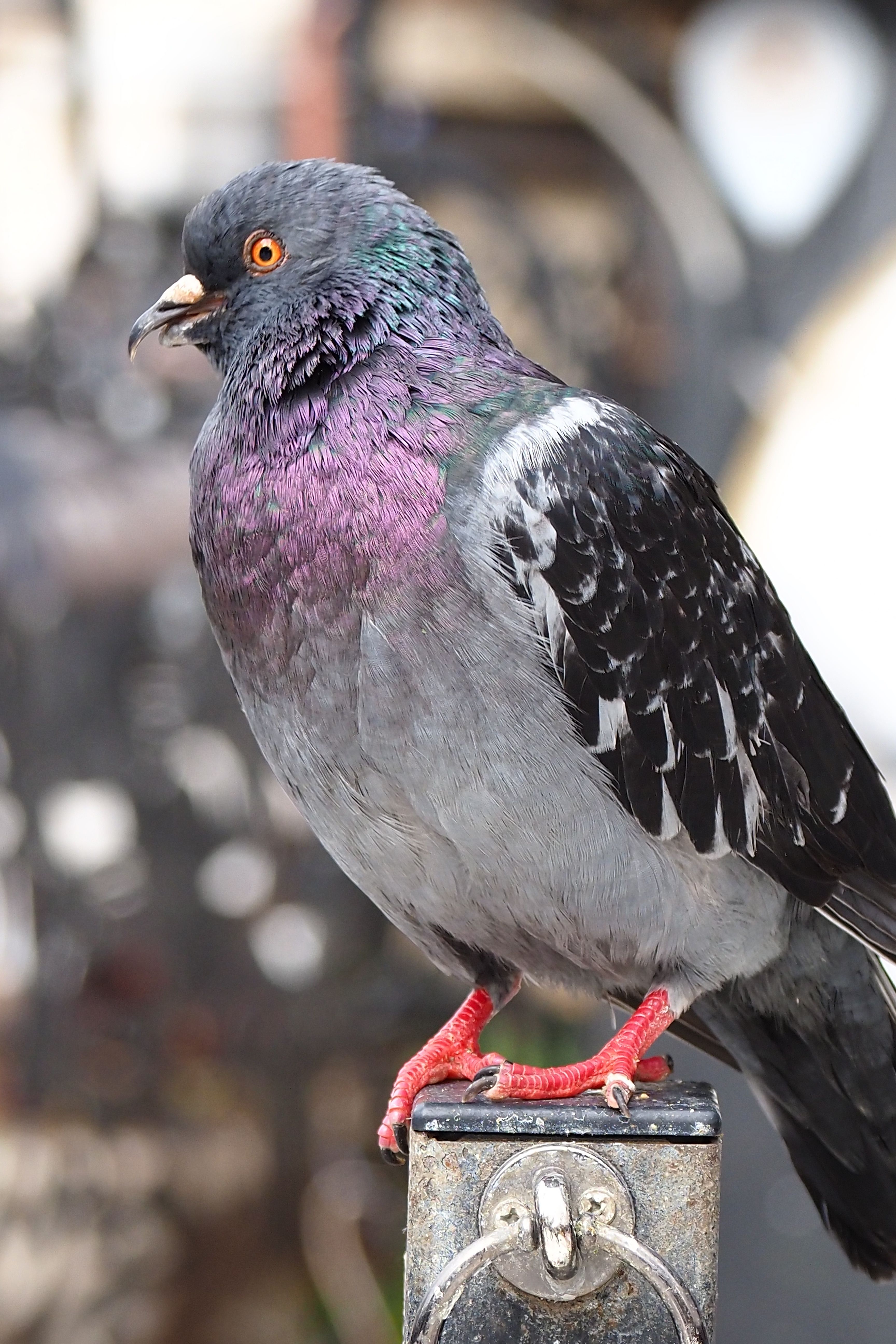 10,000+ Best Pigeon Photos · 100% Free Download · Pexels Stock Photos