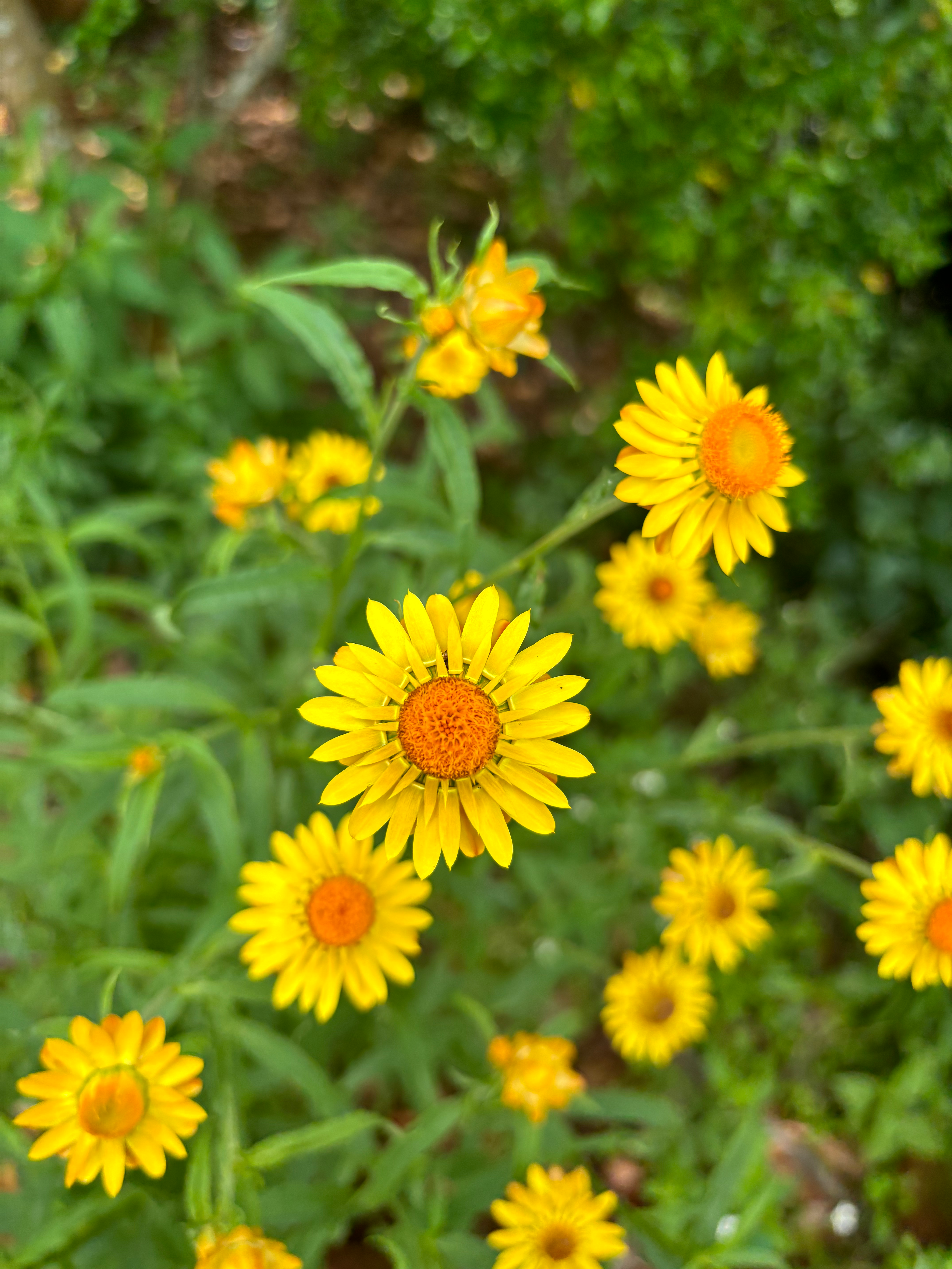 Flores Silvestres De Color Amarillo Vibrante Que Florecen En La ...