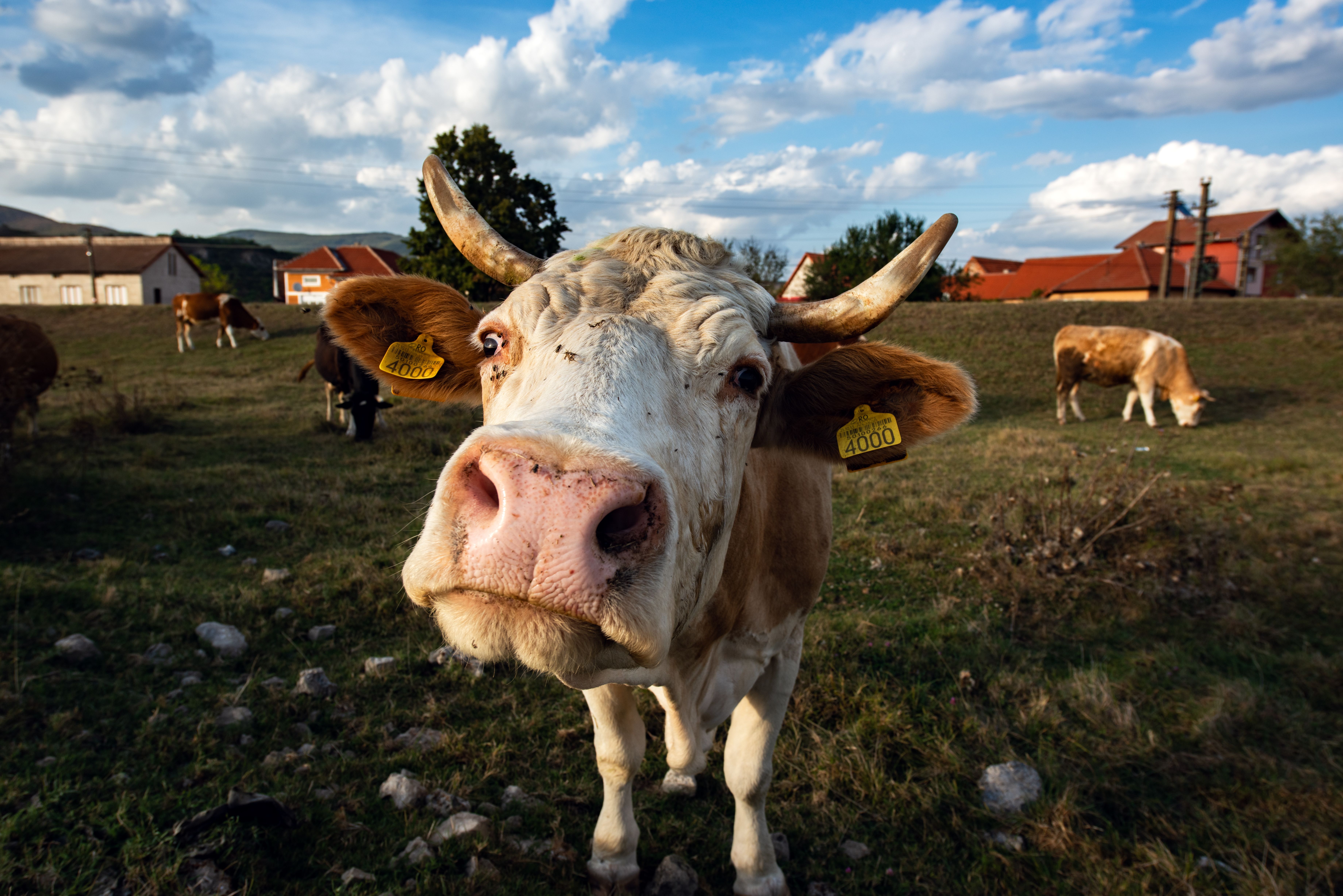 Close-up of Cow in a Pastoral Field Setting · Free Stock Photo