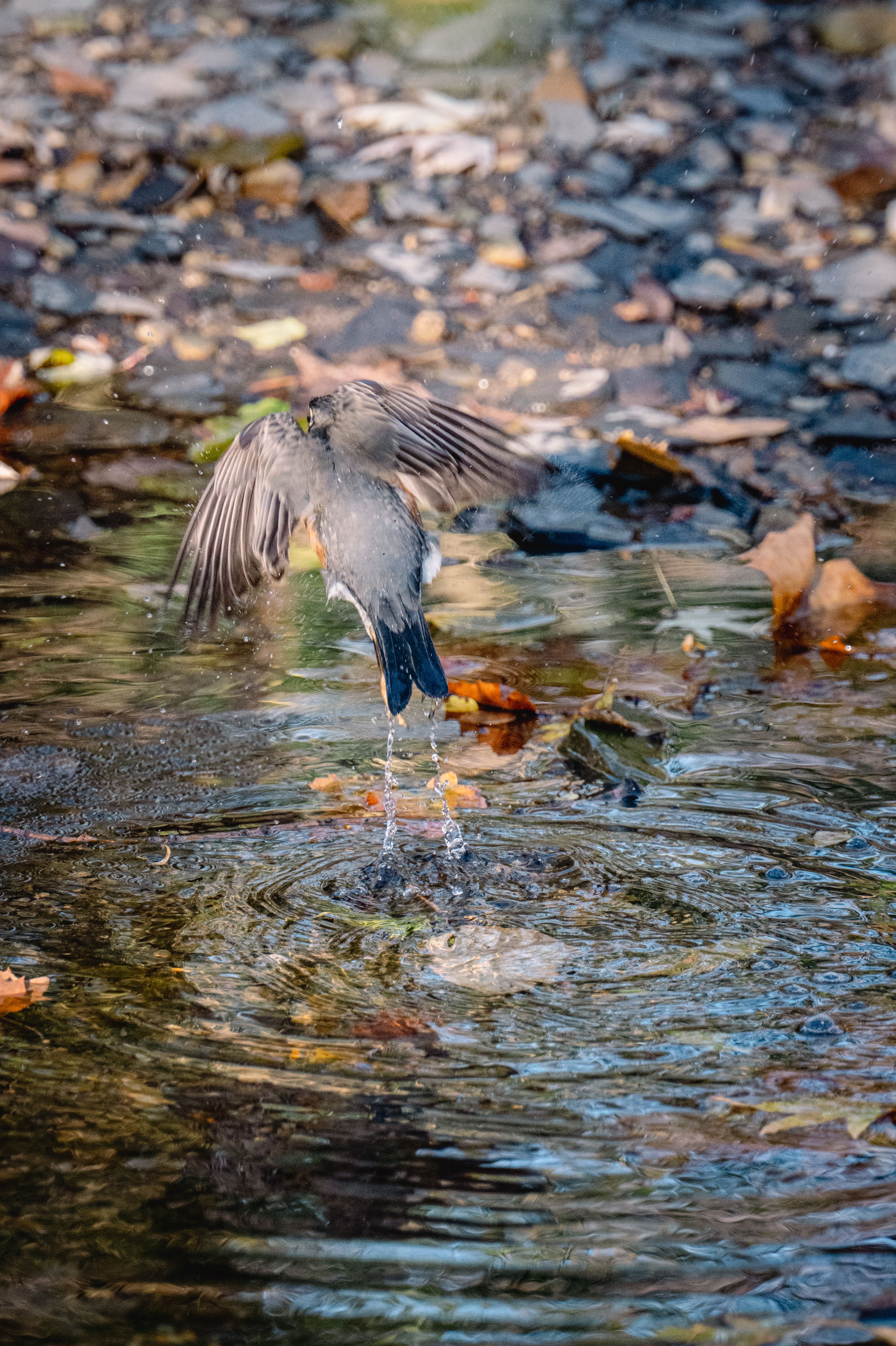 Captivating Shot of Bird Taking Flight from Water · Free Stock Photo
