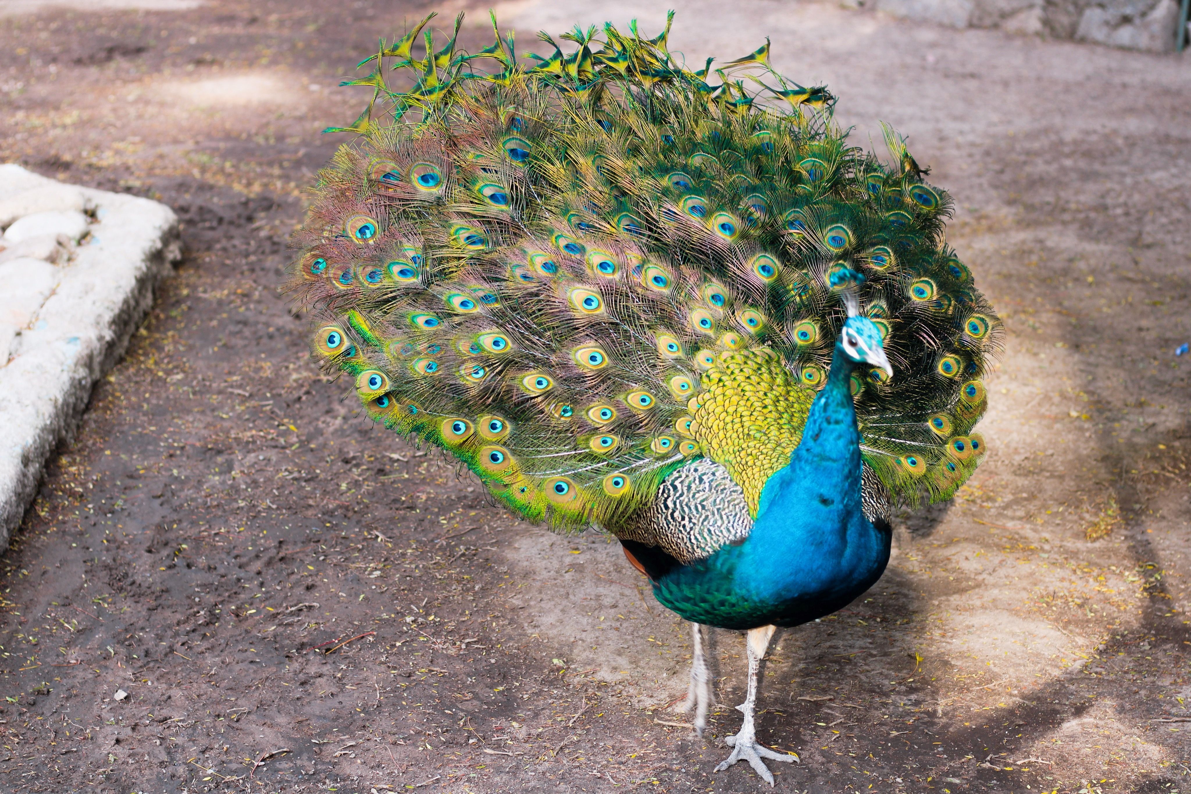 Beautiful Peacock Landscape Photos, Download The BEST Free Beautiful ...