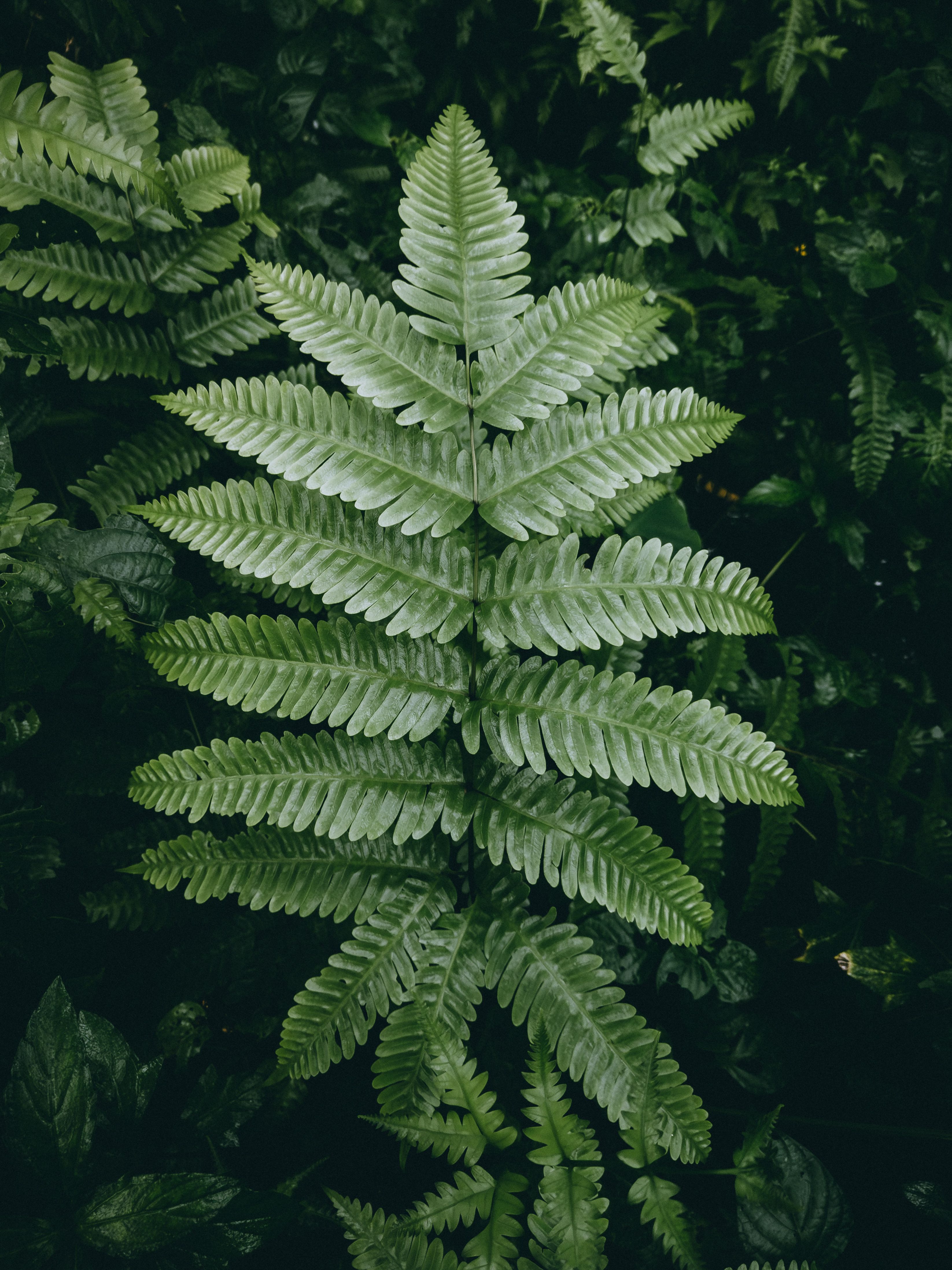 Tropical Rainforest Biome Photos, Download The BEST Free Tropical ...