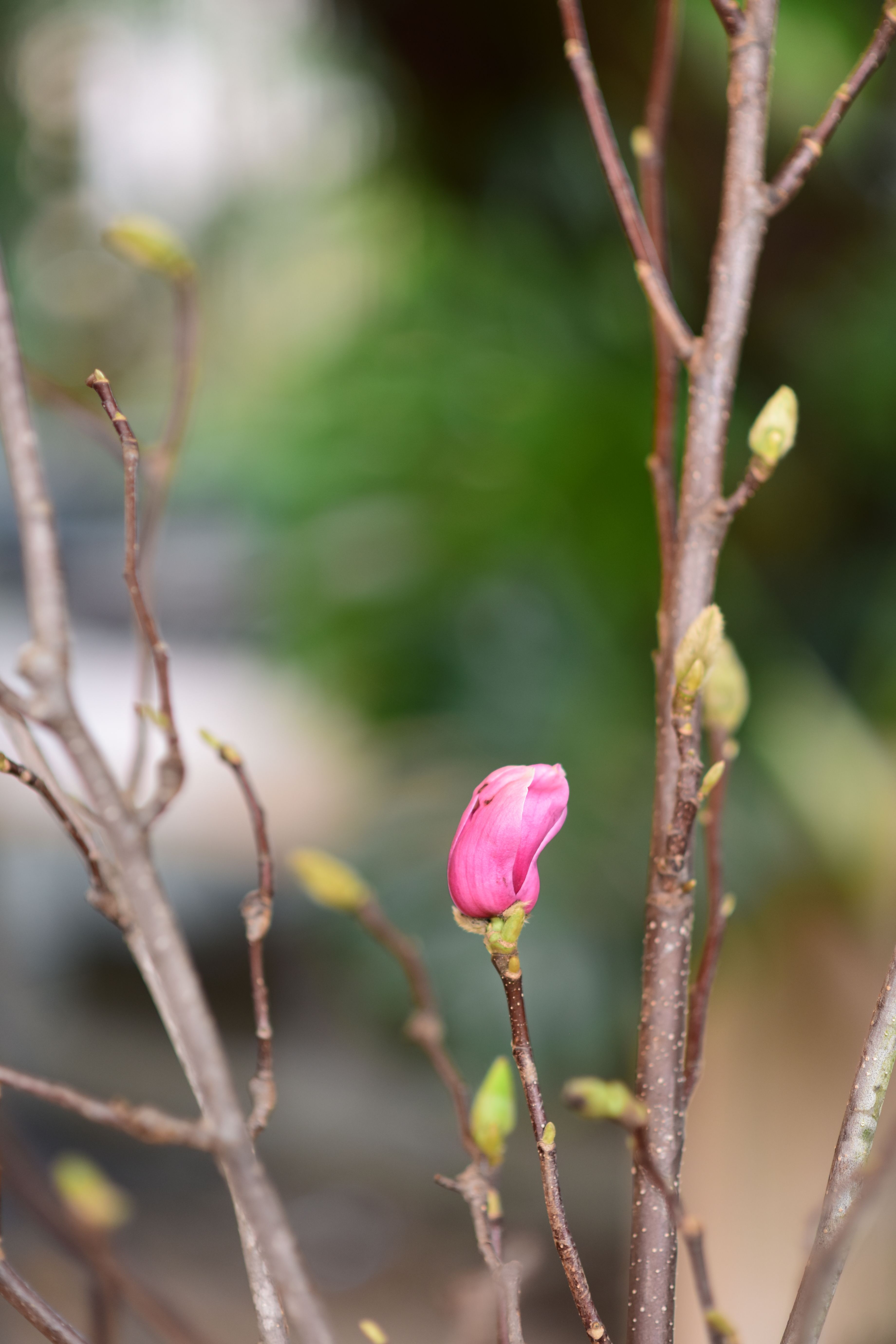 Close-Up of Magnolia Bud on Branch Outdoors · Free Stock Photo